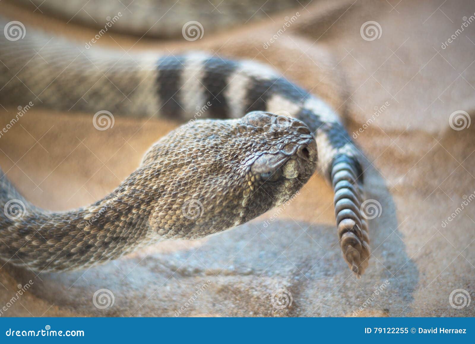 Rattlesnake Crotalus Close Up View. Stock Image - Image of creature ...