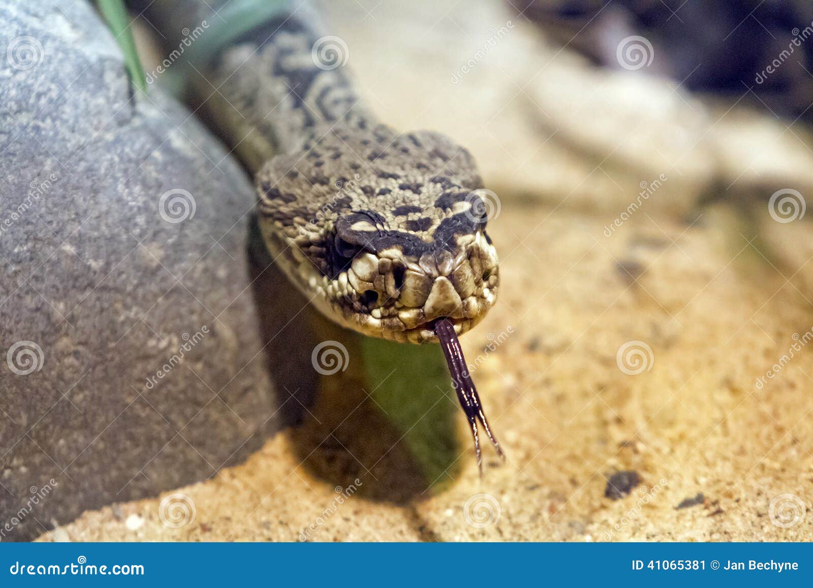 Rattlesnake - Crotalus stock image. Image of lethal, bite - 41065381