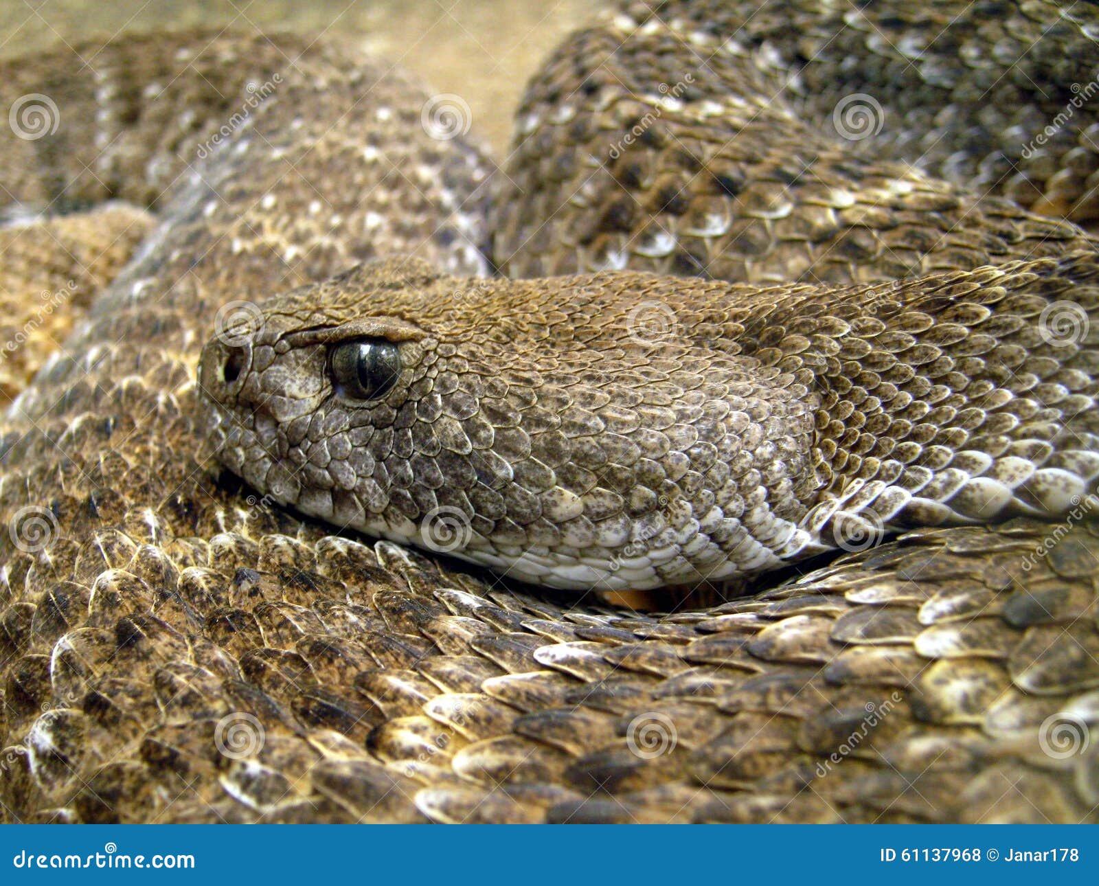 Rattlesnake stock photo. Image of detail, rattlesnake - 61137968
