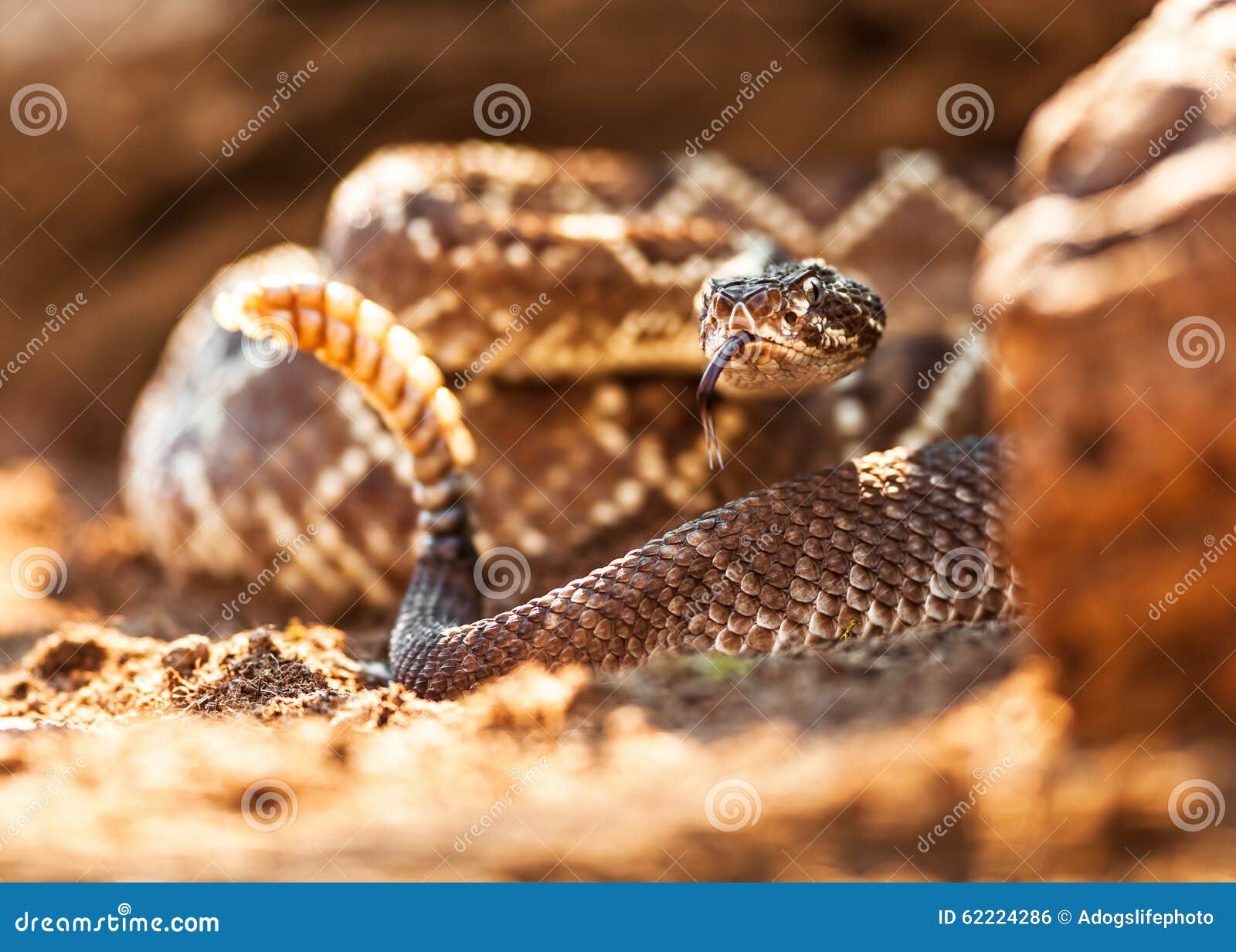 Rattlesnake on Ground stock photo. Image of scale, predator - 62224286