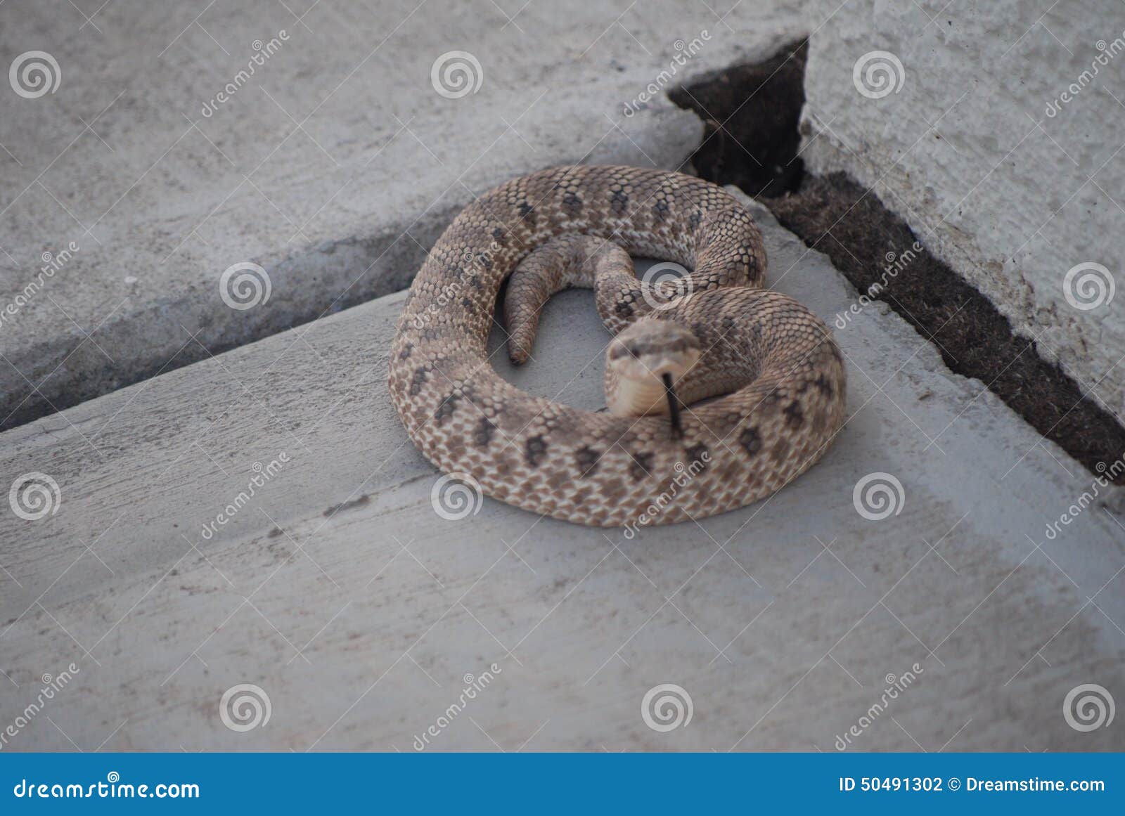 Rattlesnake stock photo. Image of snake, strike, patio - 50491302