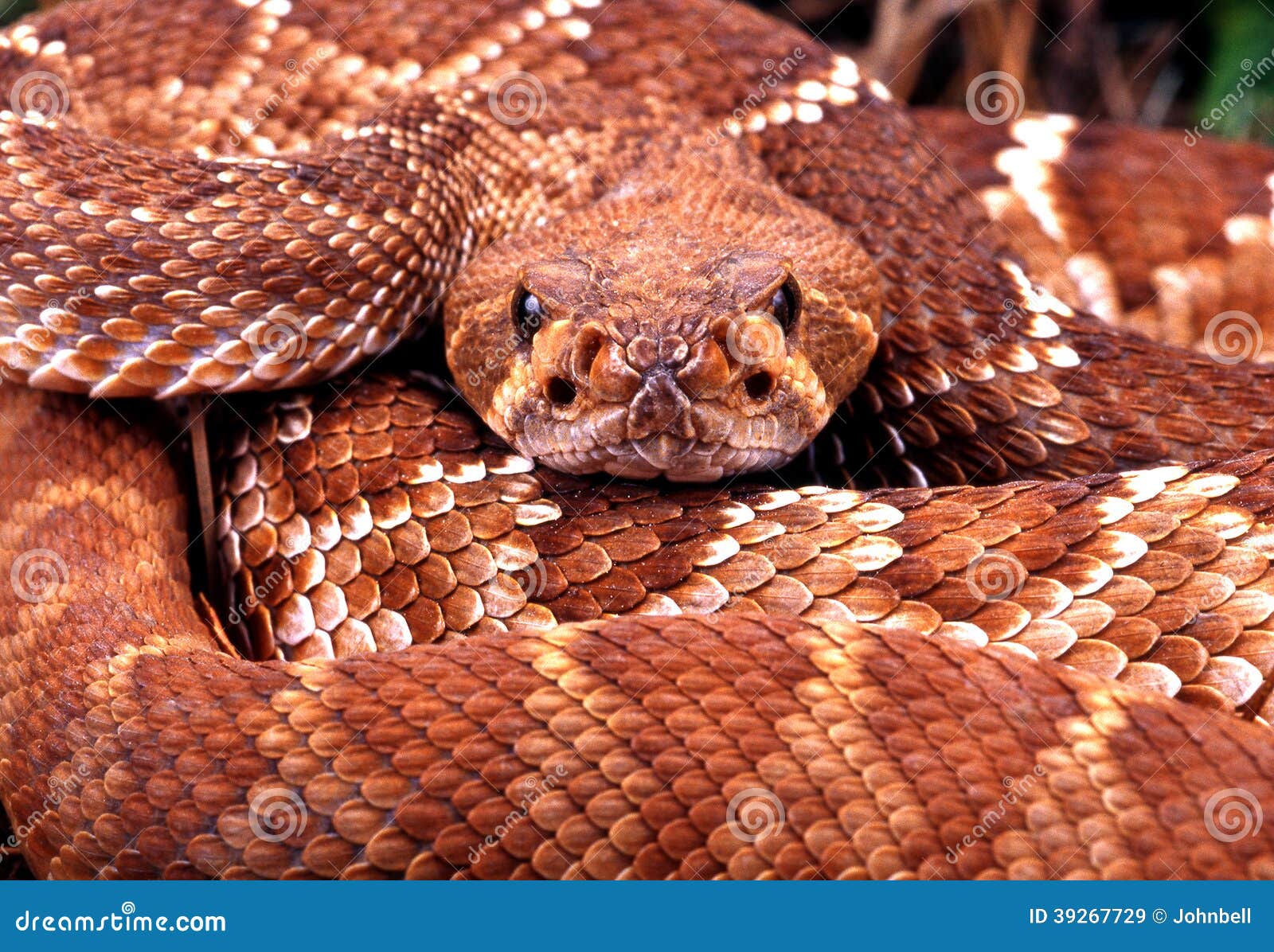 Rattlesnake. stock image. Image of scales, wildlife, creature - 39267729