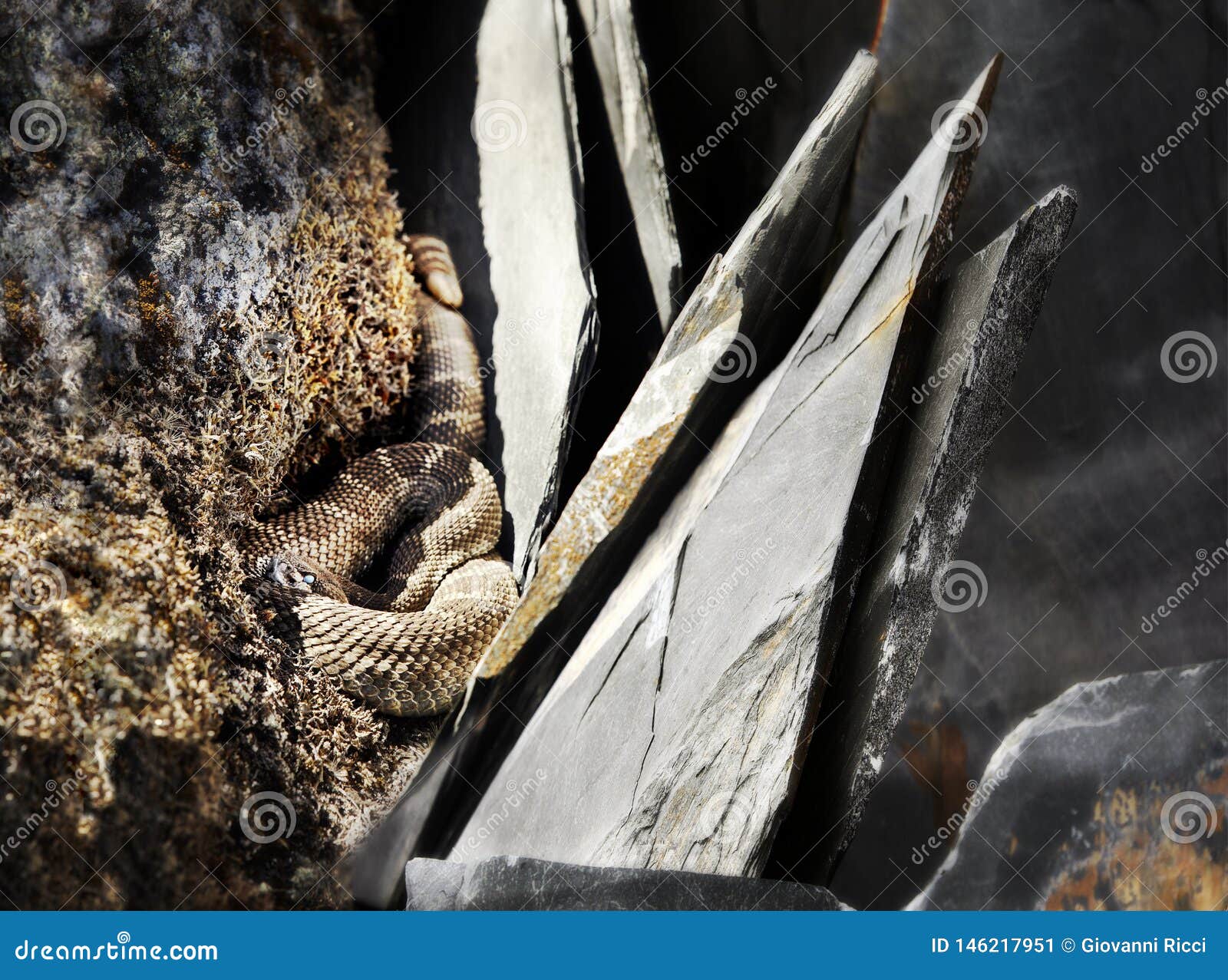 Rattlesnake between the Rocks Stock Image - Image of snake, western ...