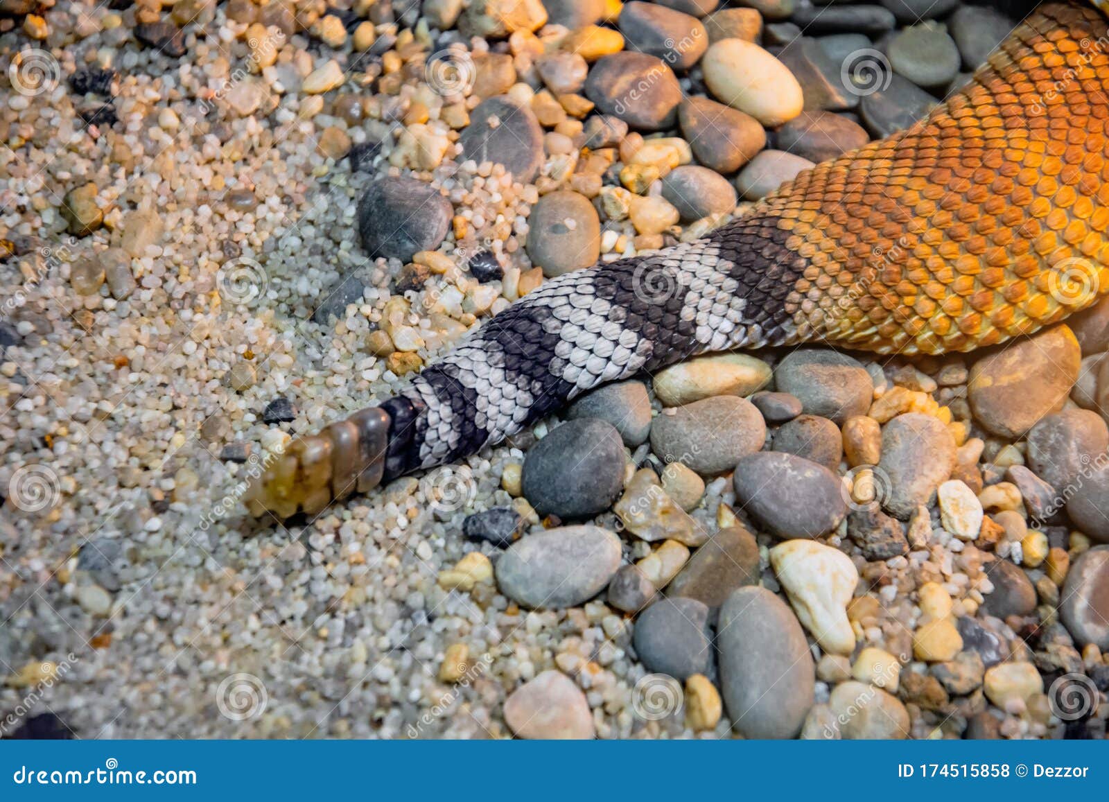 Rattlesnake Tail Close Up View on Sand and Stones Stock Photo - Image ...