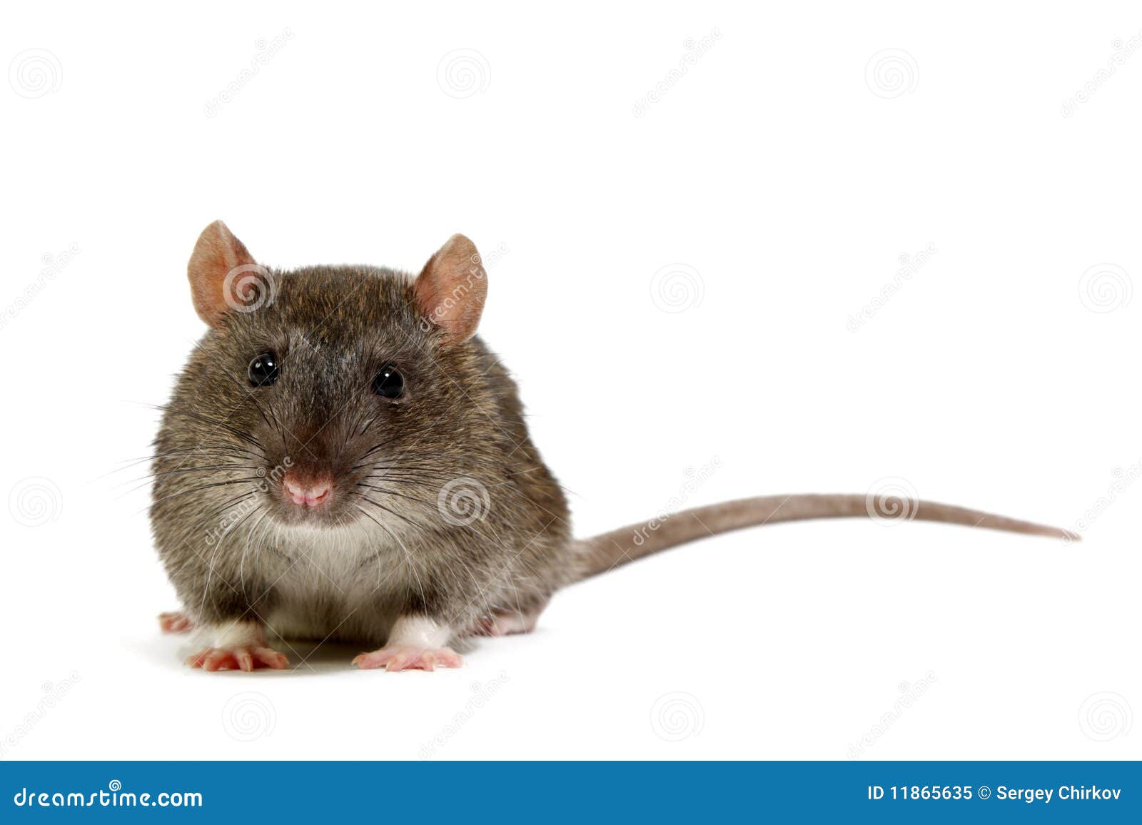 Ratto immagine stock. Immagine di naso, basette, pets - 11865635