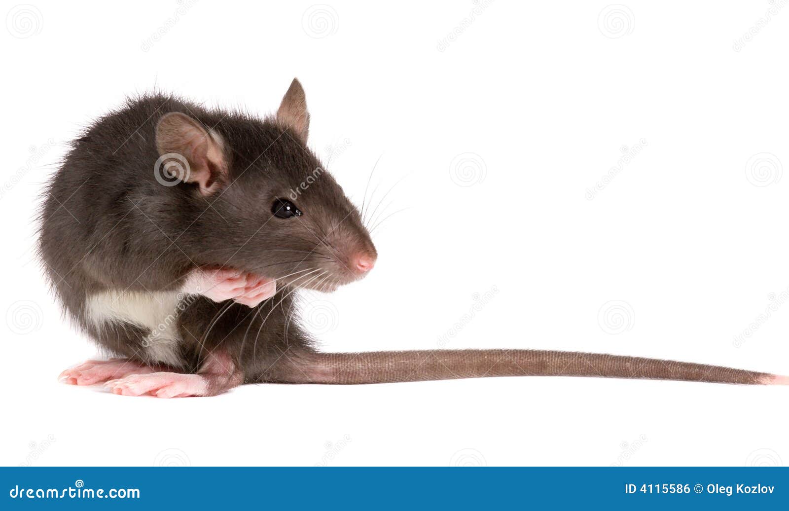 Ratto fotografia stock. Immagine di timido, sfondo, peloso - 4115586