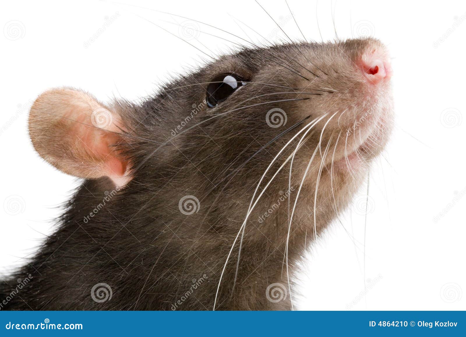 Ratto fotografia stock. Immagine di zampa, animali, isolato - 4864210