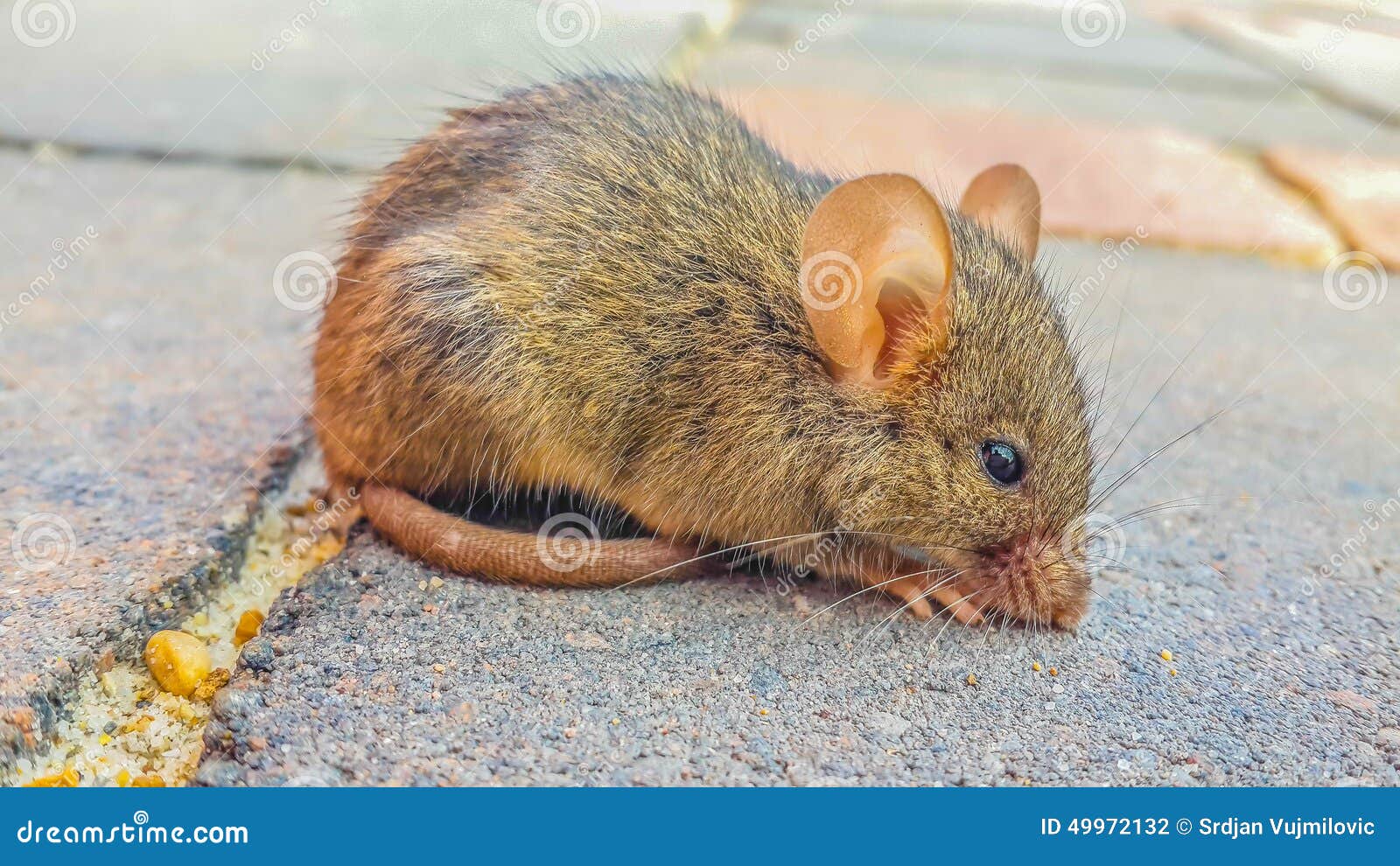 Ratto fotografia stock. Immagine di ratto, roditori, carnivoro - 49972132