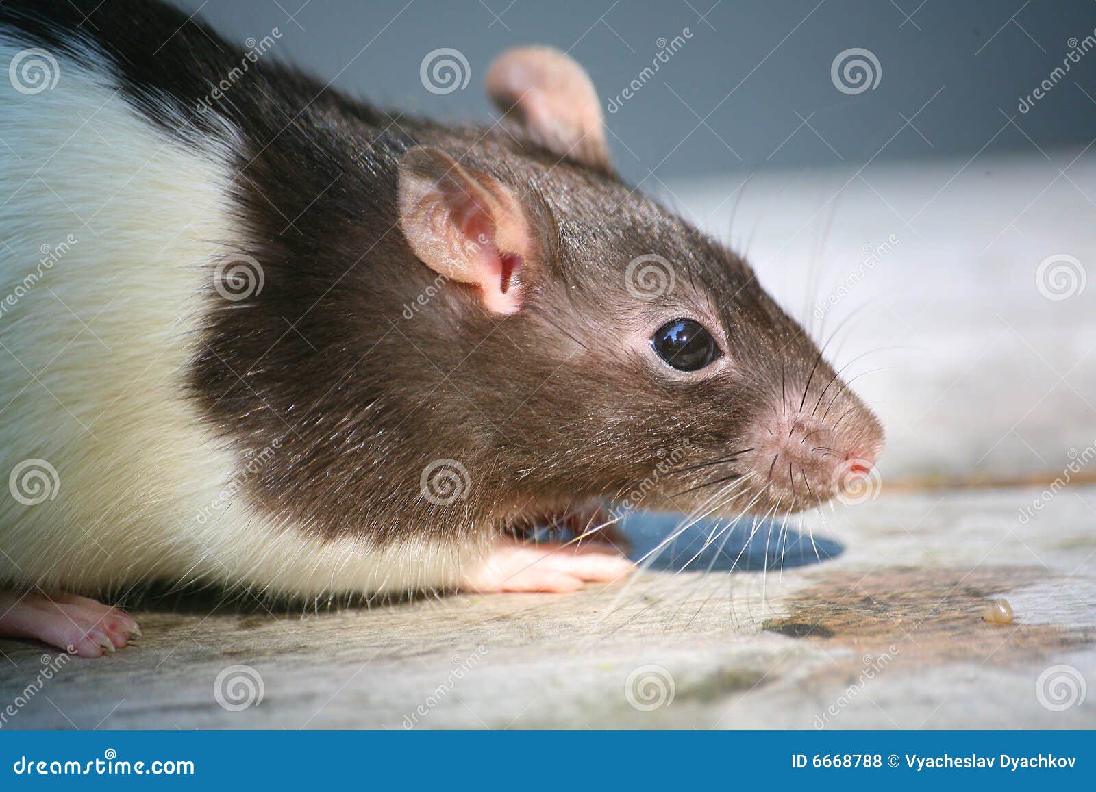 Ratto fotografia stock. Immagine di marrone, occhio, orecchi - 6668788