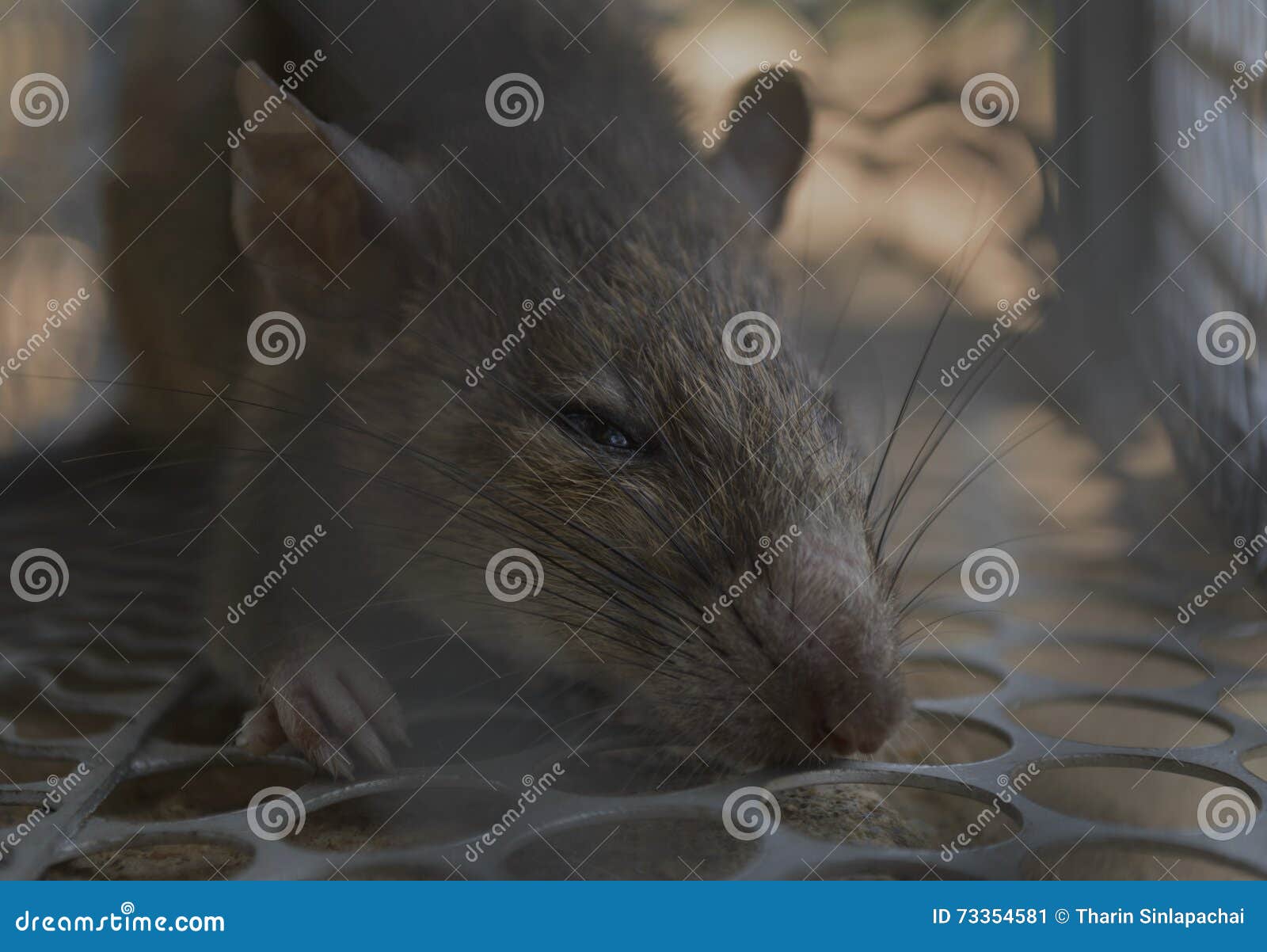 Ratto immagine stock. Immagine di gabbia, animale, mousetrap - 73354581