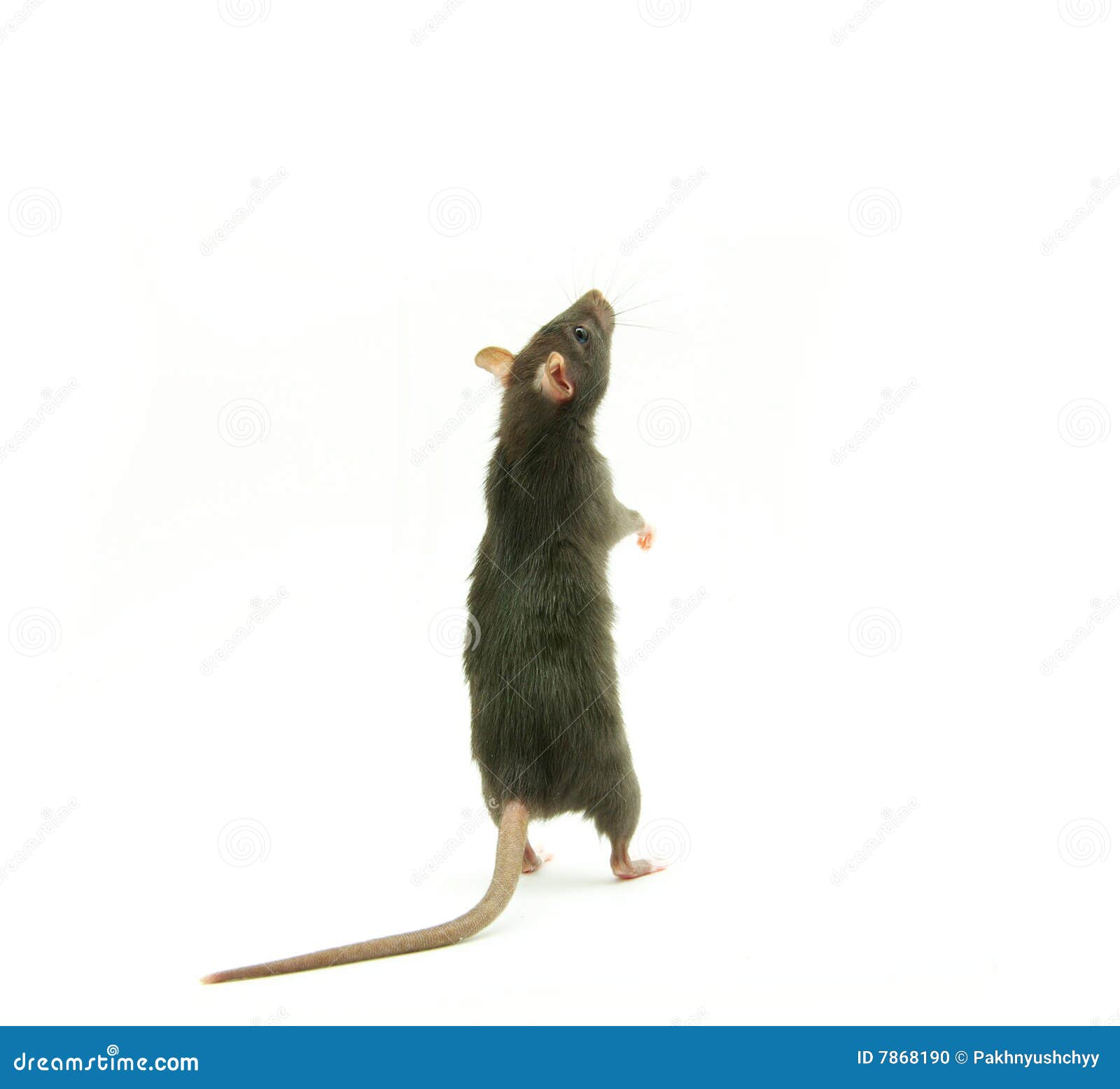 Ratto fotografia stock. Immagine di animale, zampa, coda - 7868190
