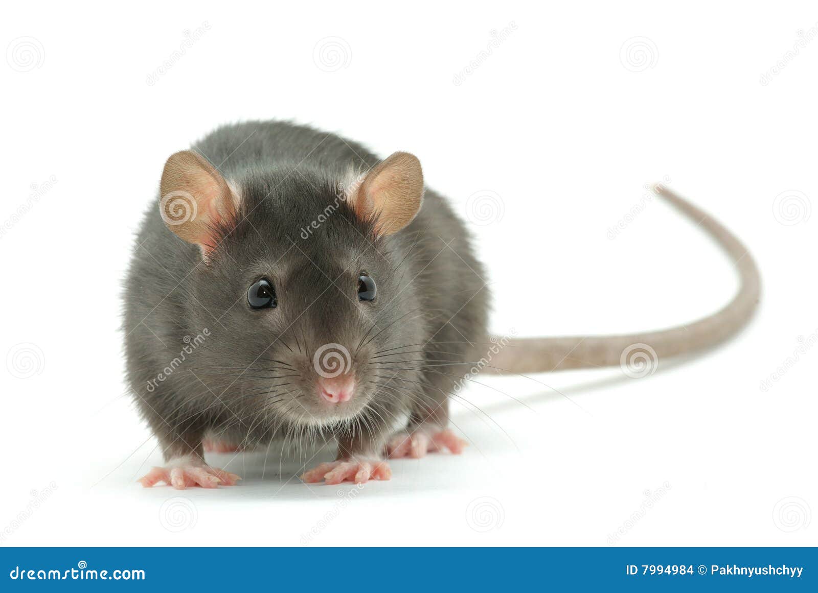 Ratto fotografia stock. Immagine di nazionale, basette - 7994984