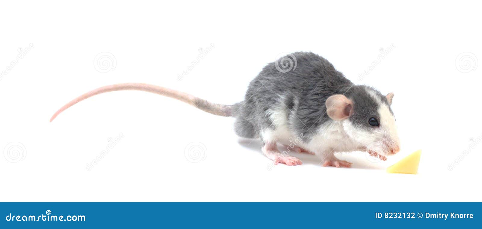 Ratto fotografia stock. Immagine di alimento, affamato - 8232132