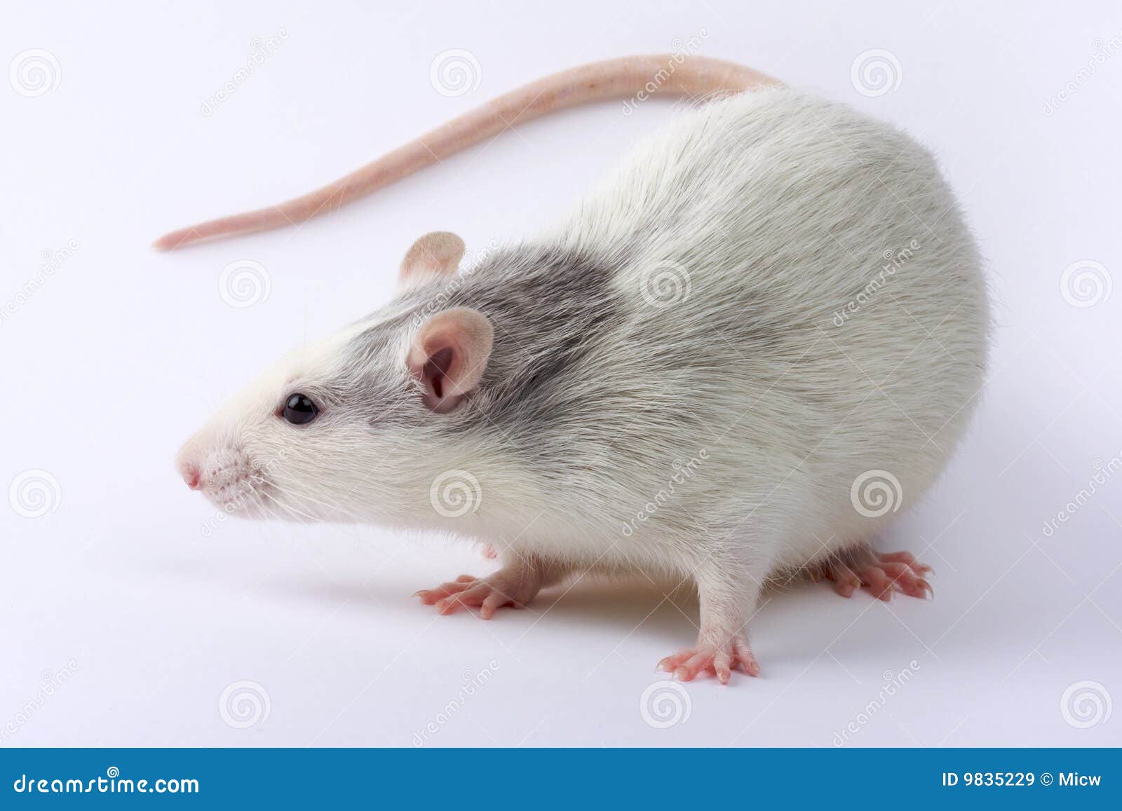 Ratto immagine stock. Immagine di animale, animali, pets - 9835229
