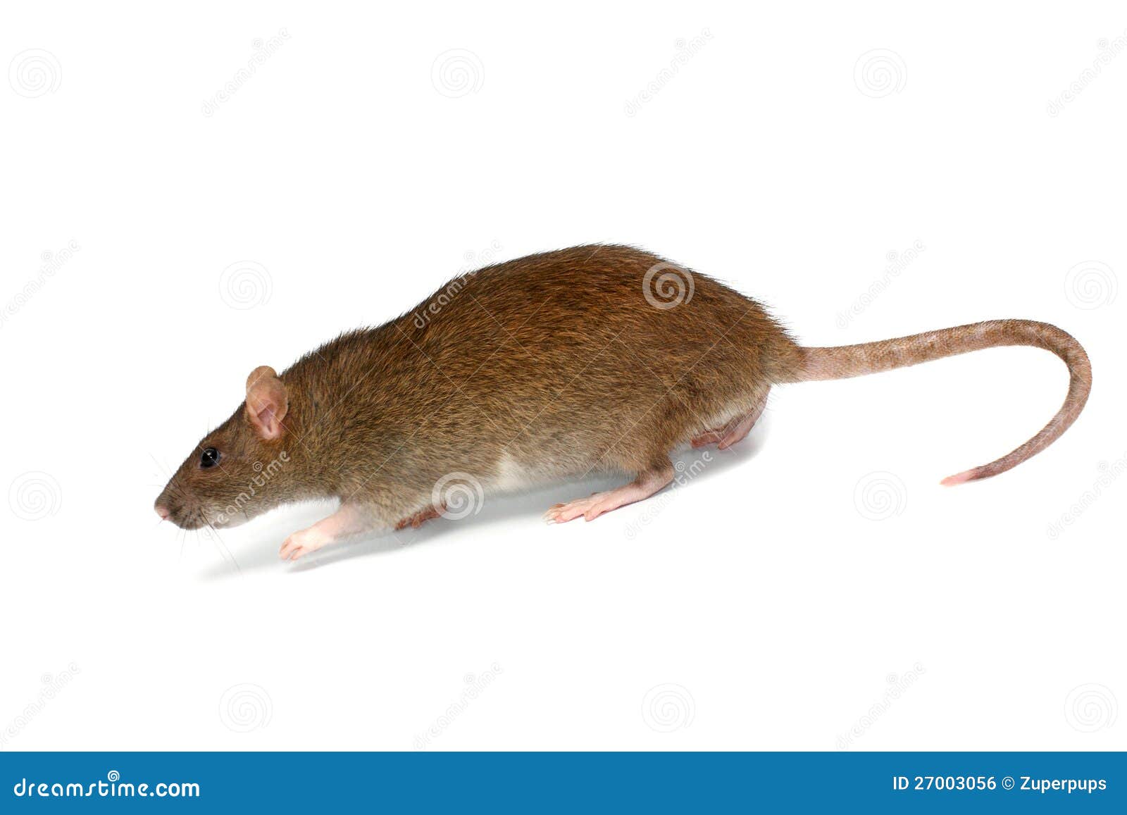 Ratto andante fotografia stock. Immagine di roditore - 27003056
