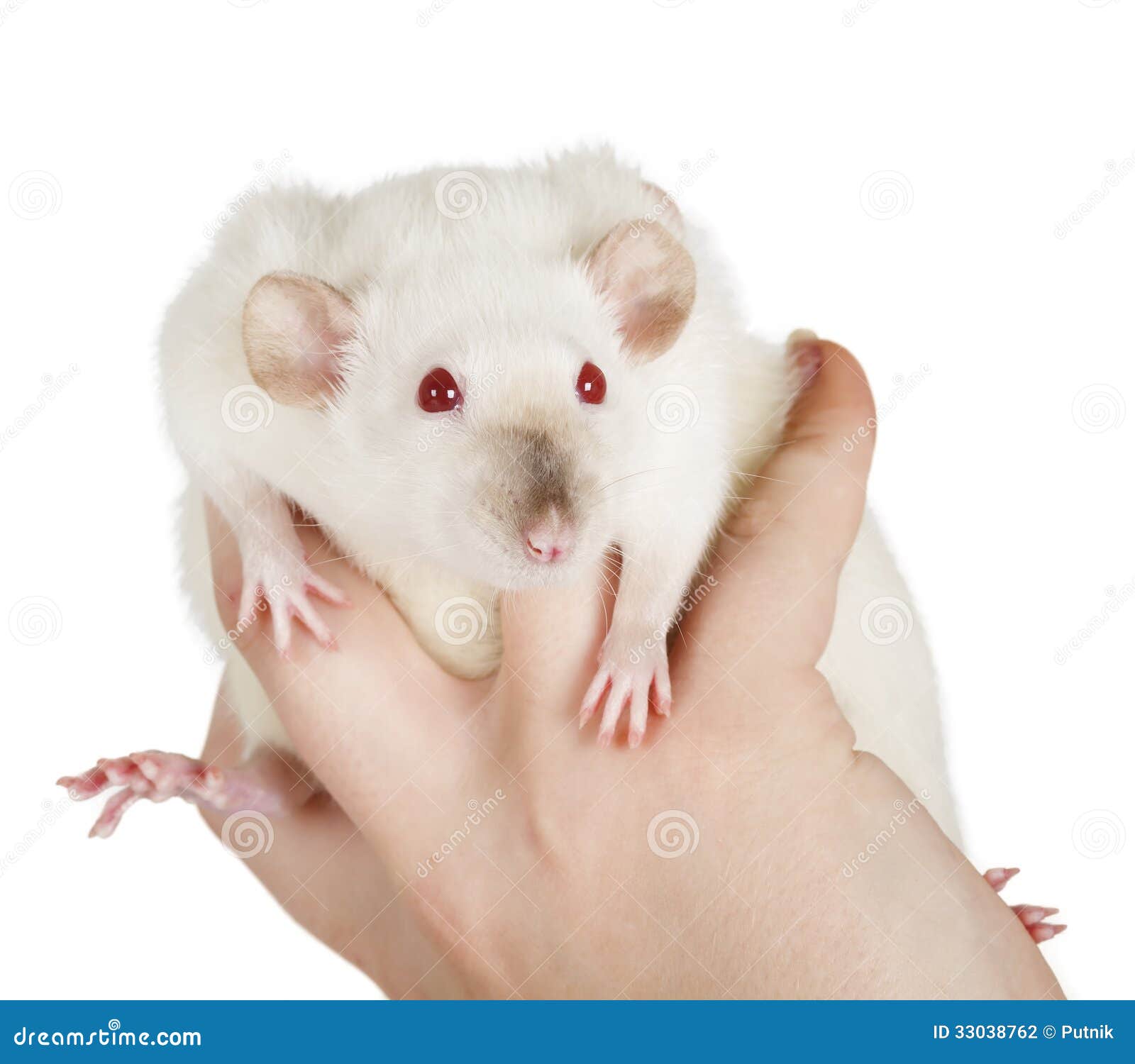Ratto bianco fotografia stock. Immagine di topo, animale - 33038762