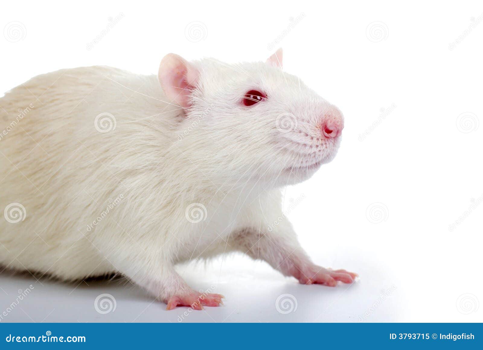 Ratto bianco immagine stock. Immagine di timido, presente - 3793715