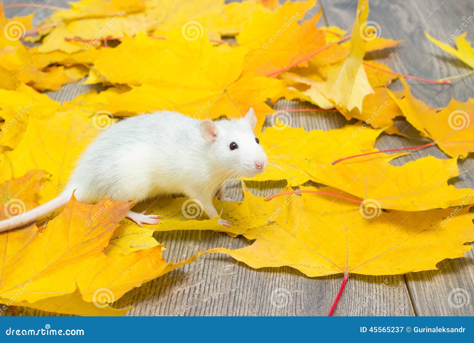 Ratto Bianco Dell'animale Domestico Immagine Stock - Immagine di ...