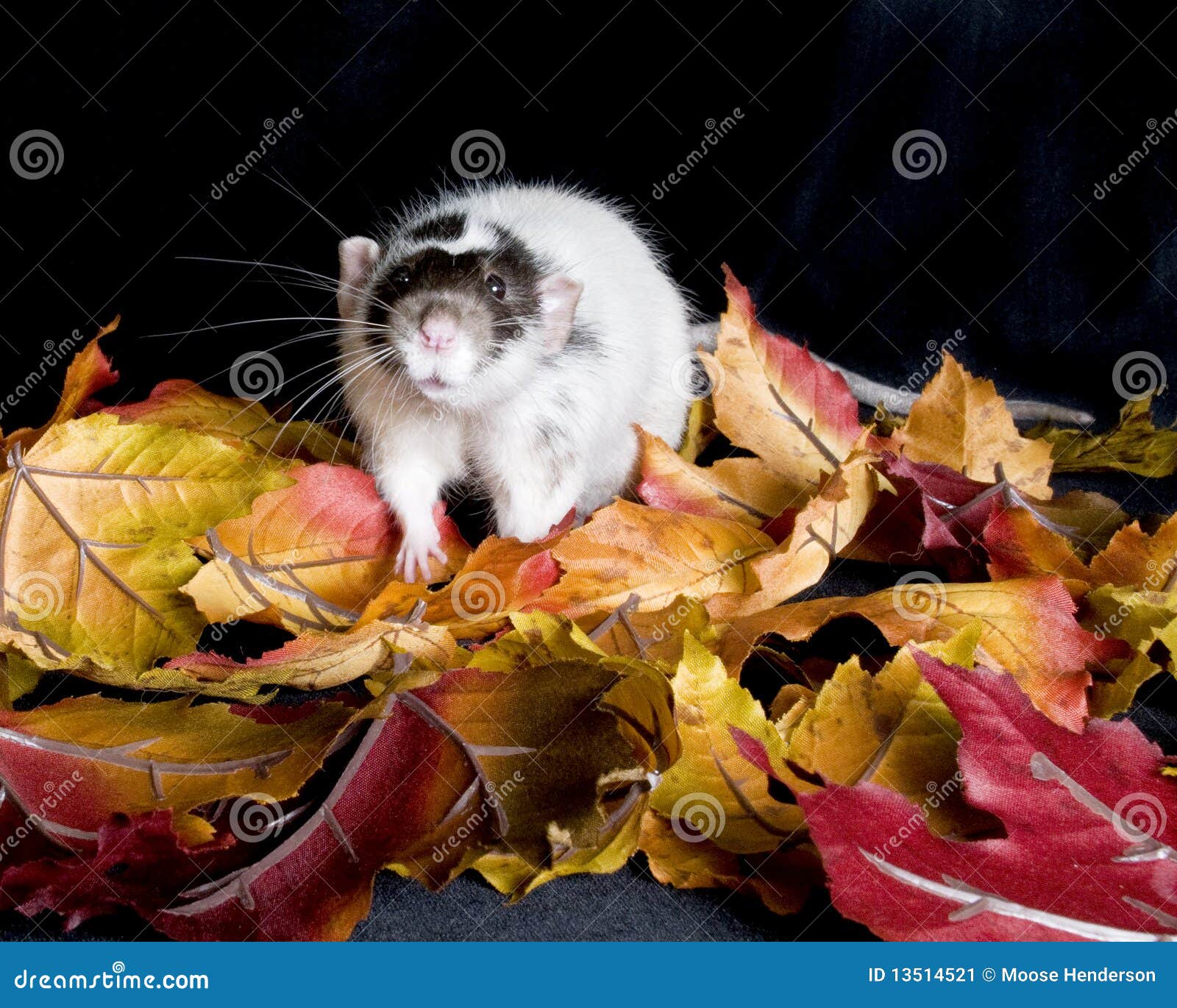 Ratto Dell'animale Domestico Immagine Stock - Immagine di carino ...