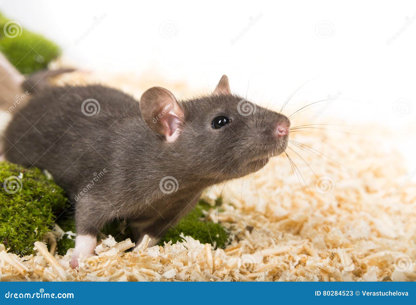 Ratto Dell'animale Domestico Immagine Stock - Immagine di odore ...