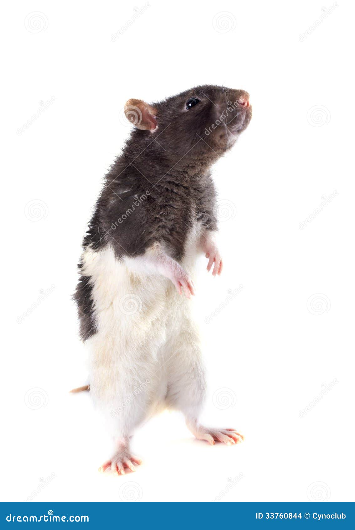 Ratto domestico fotografia stock. Immagine di gioco, dritto - 33760844