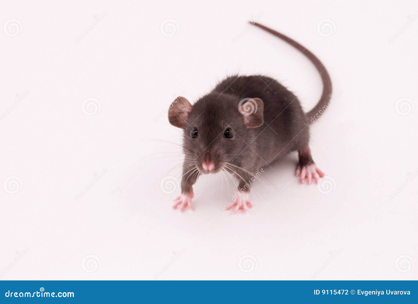 Ratto domestico fotografia stock. Immagine di pelliccia - 9115472