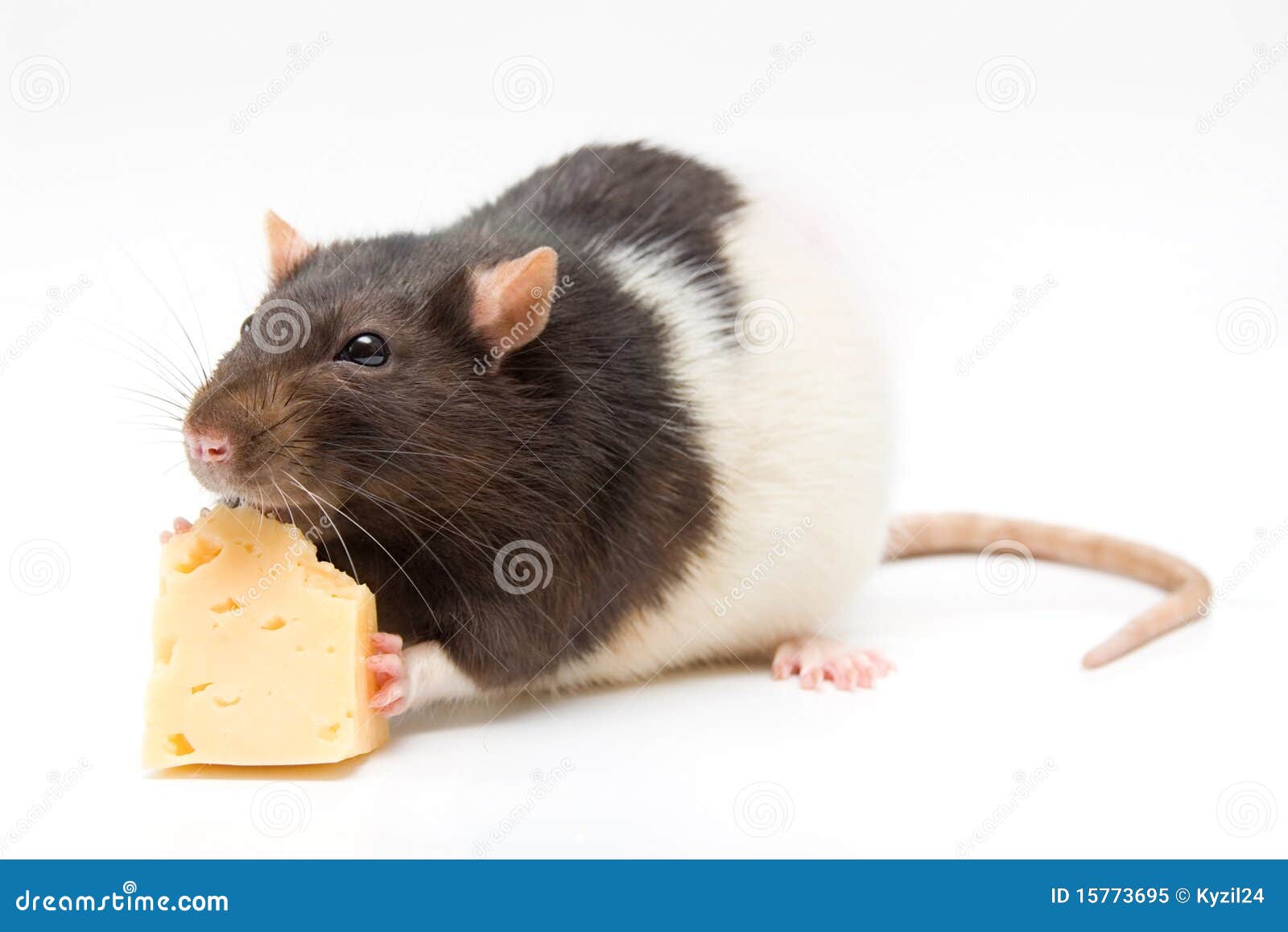 Ratto Domestico Che Mangia Formaggio Immagine Stock - Immagine di ...