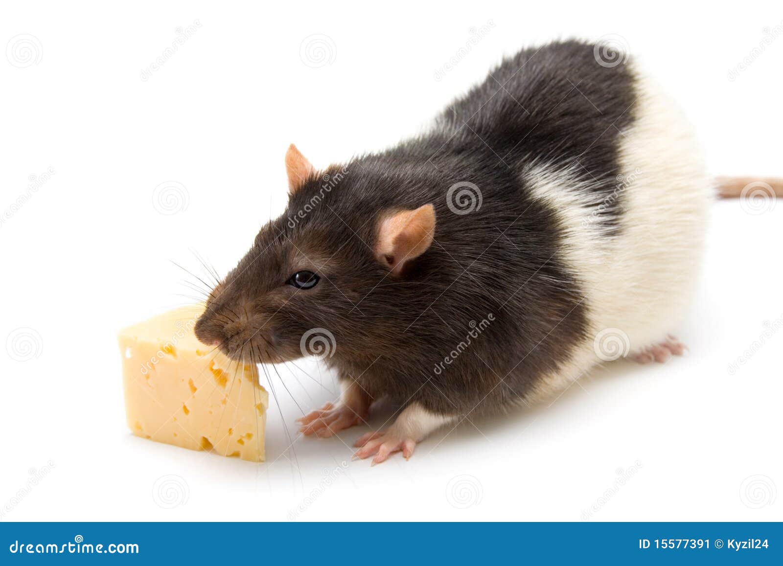 Ratto Domestico Con Formaggio Immagine Stock - Immagine di sano ...