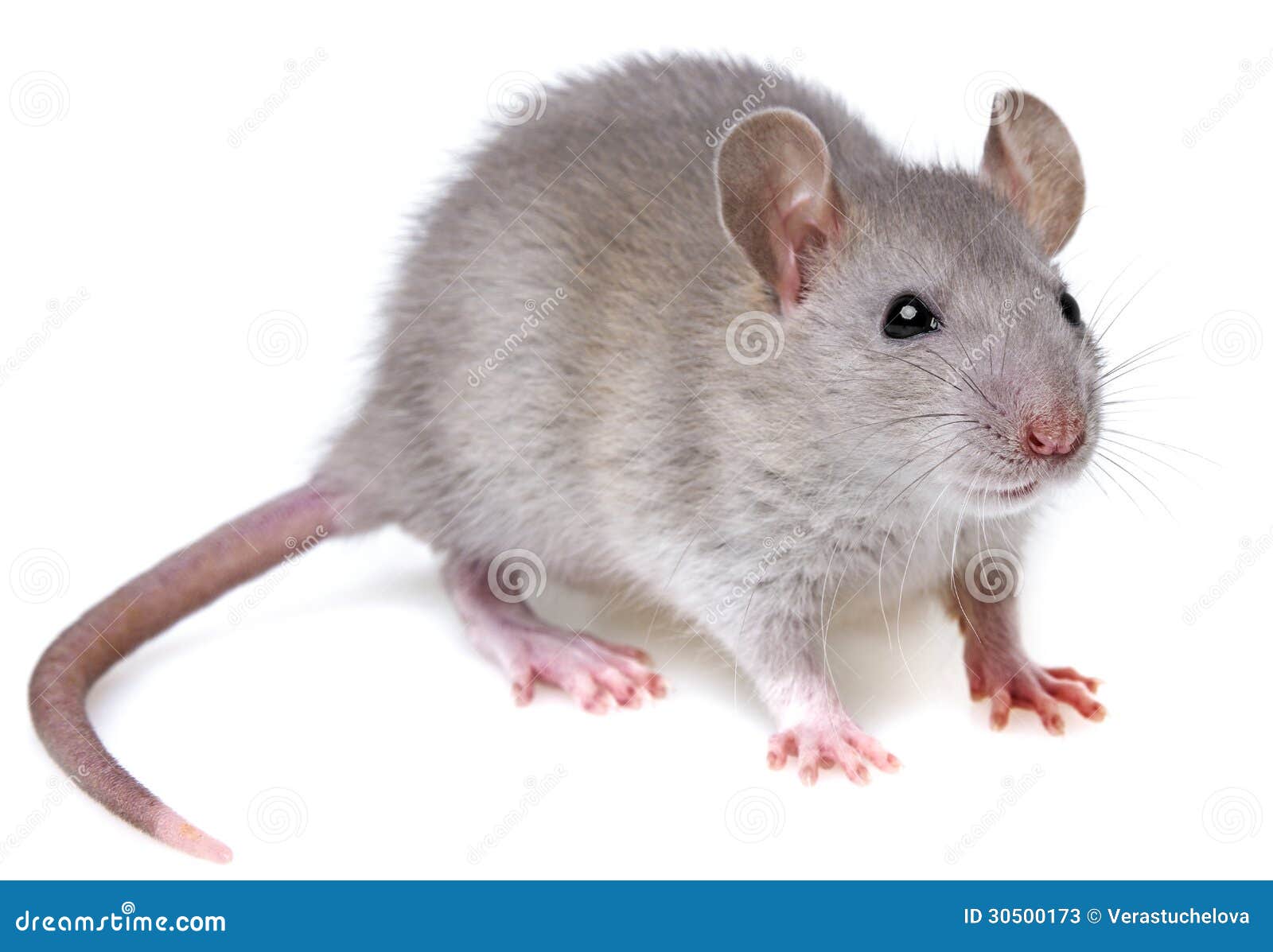 Ratto grigio immagine stock. Immagine di ritratto, zampa - 30500173