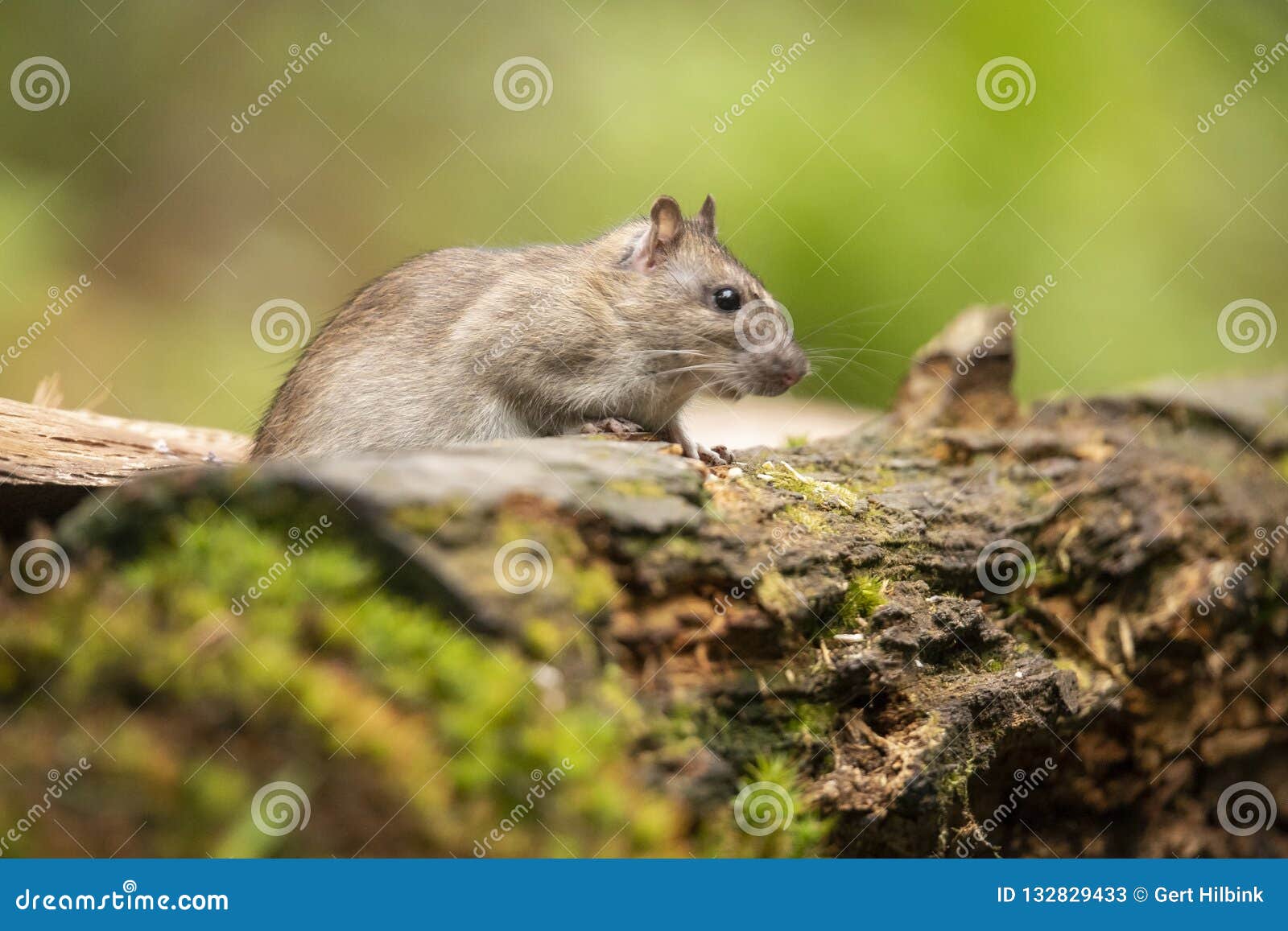 Ratto, Ratto Marrone, Norvegicus Del Rattus Immagine Stock - Immagine ...