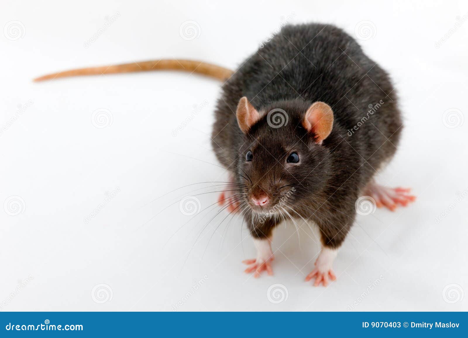 Ratto nero immagine stock. Immagine di ritratto, bianco - 9070403