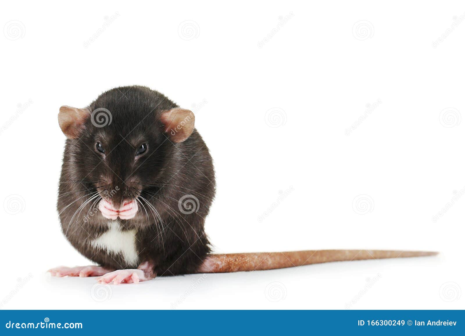 Ratto nero immagine stock. Immagine di occhio, roditore - 166300249