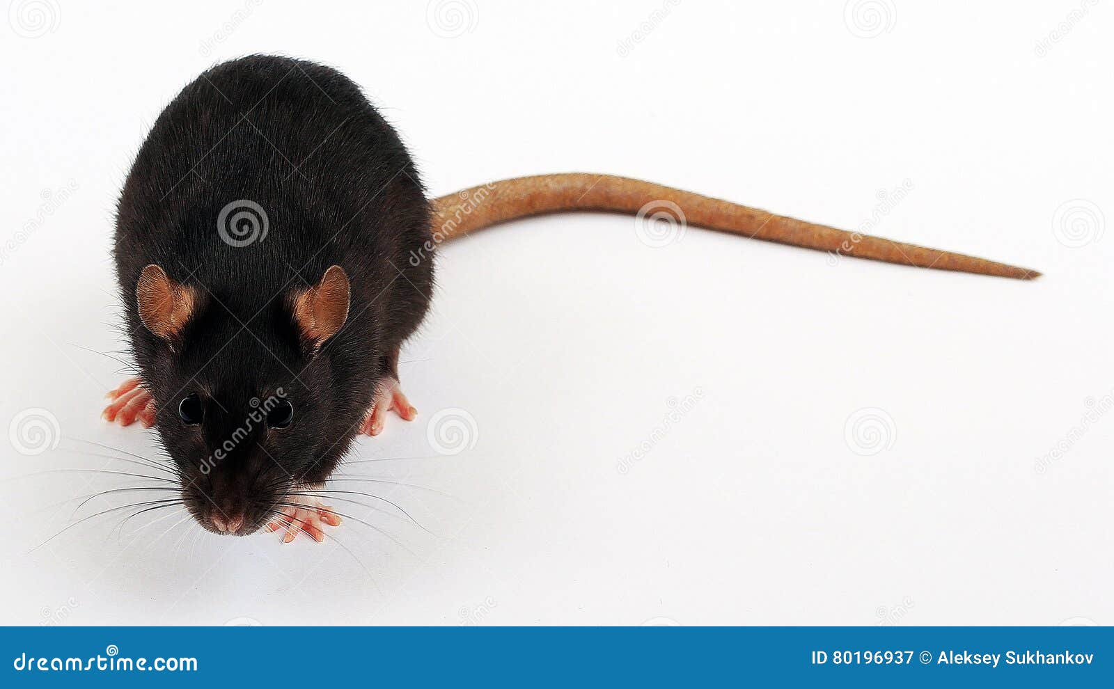 Ratto Nero Sul Pavimento Bianco Immagine Stock - Immagine di animale ...