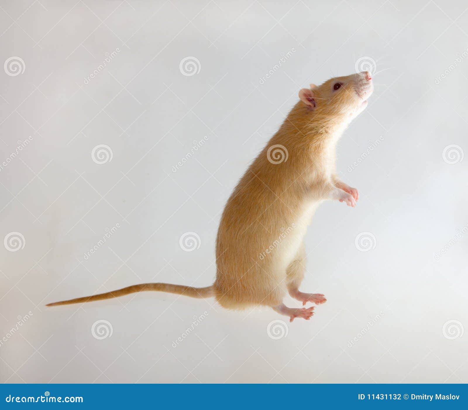 Ratto rosso fotografia stock. Immagine di pets, roditore - 11431132