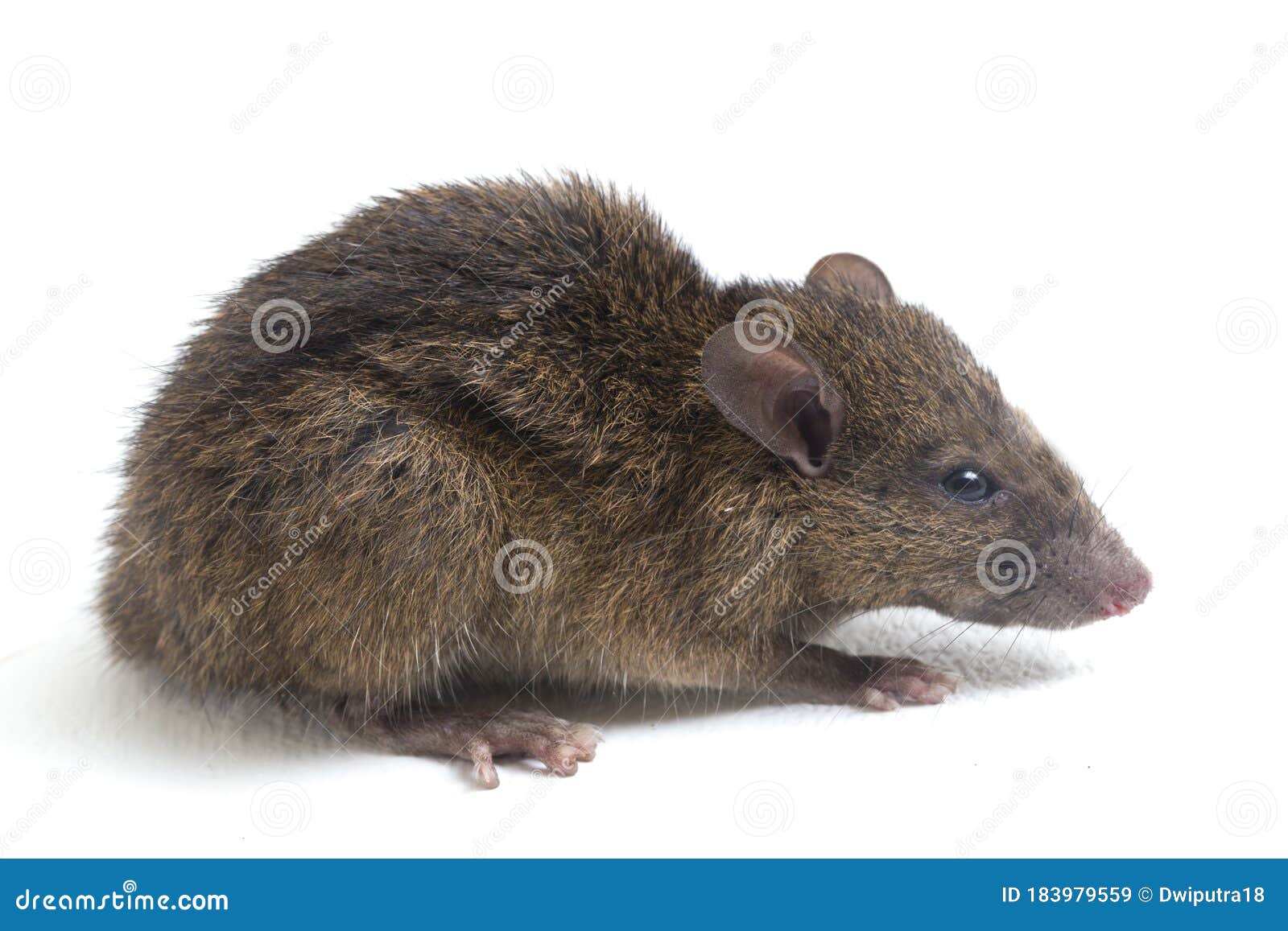Rattus Rattus Castanho Isolado Em Branco Imagem de Stock - Imagem de ...