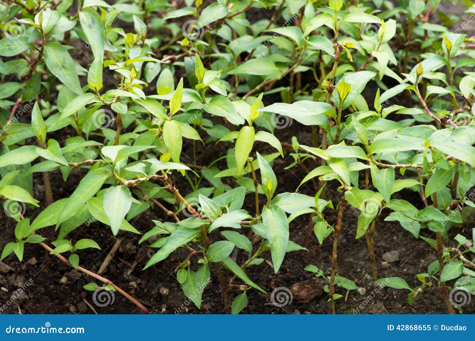 Rau Ram, Vietnamese Coriander Stock Image - Image of coriander ...
