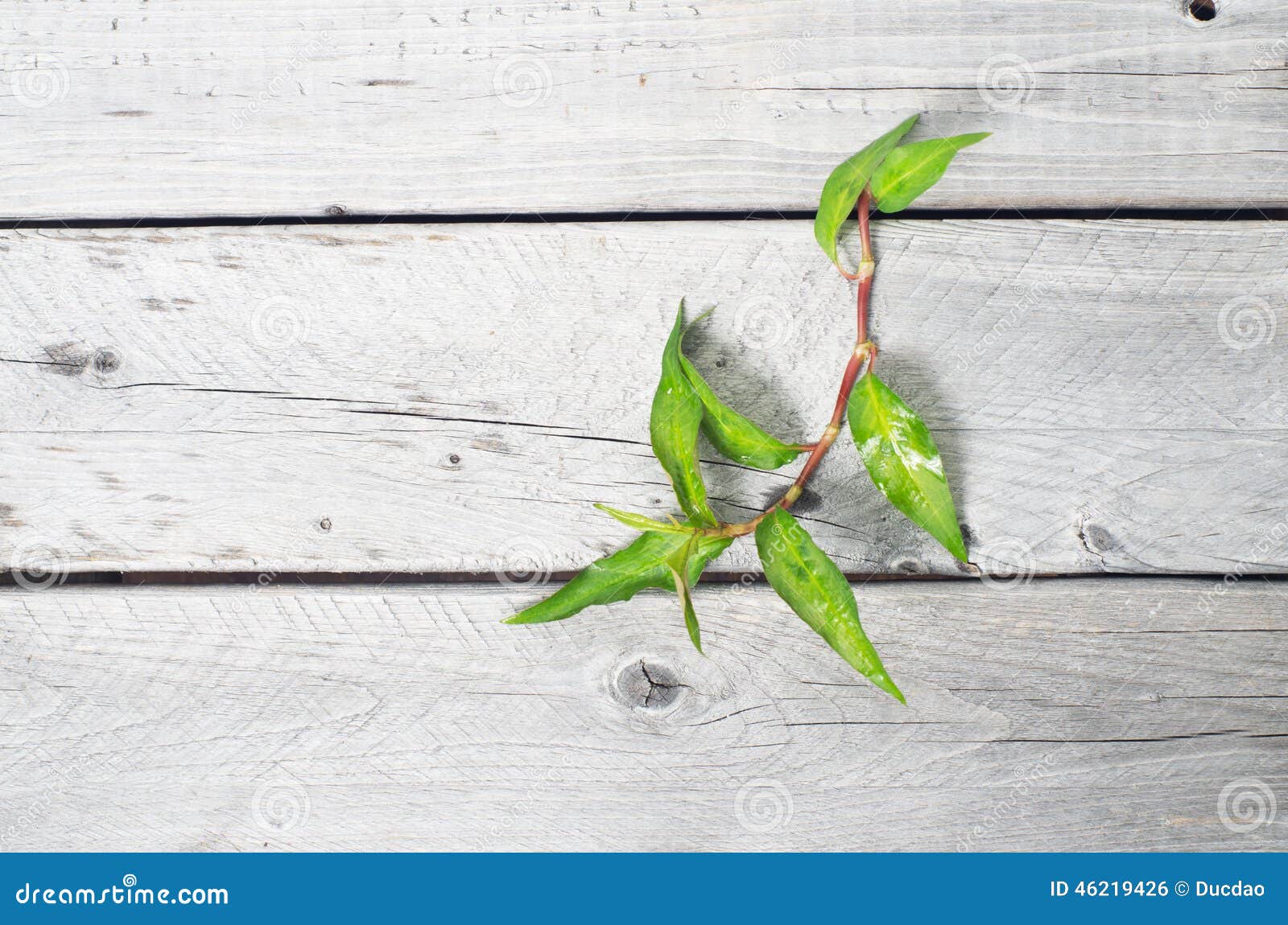 Rau Ram - Vietnamese Coriander Stock Photo - Image of ingredient ...