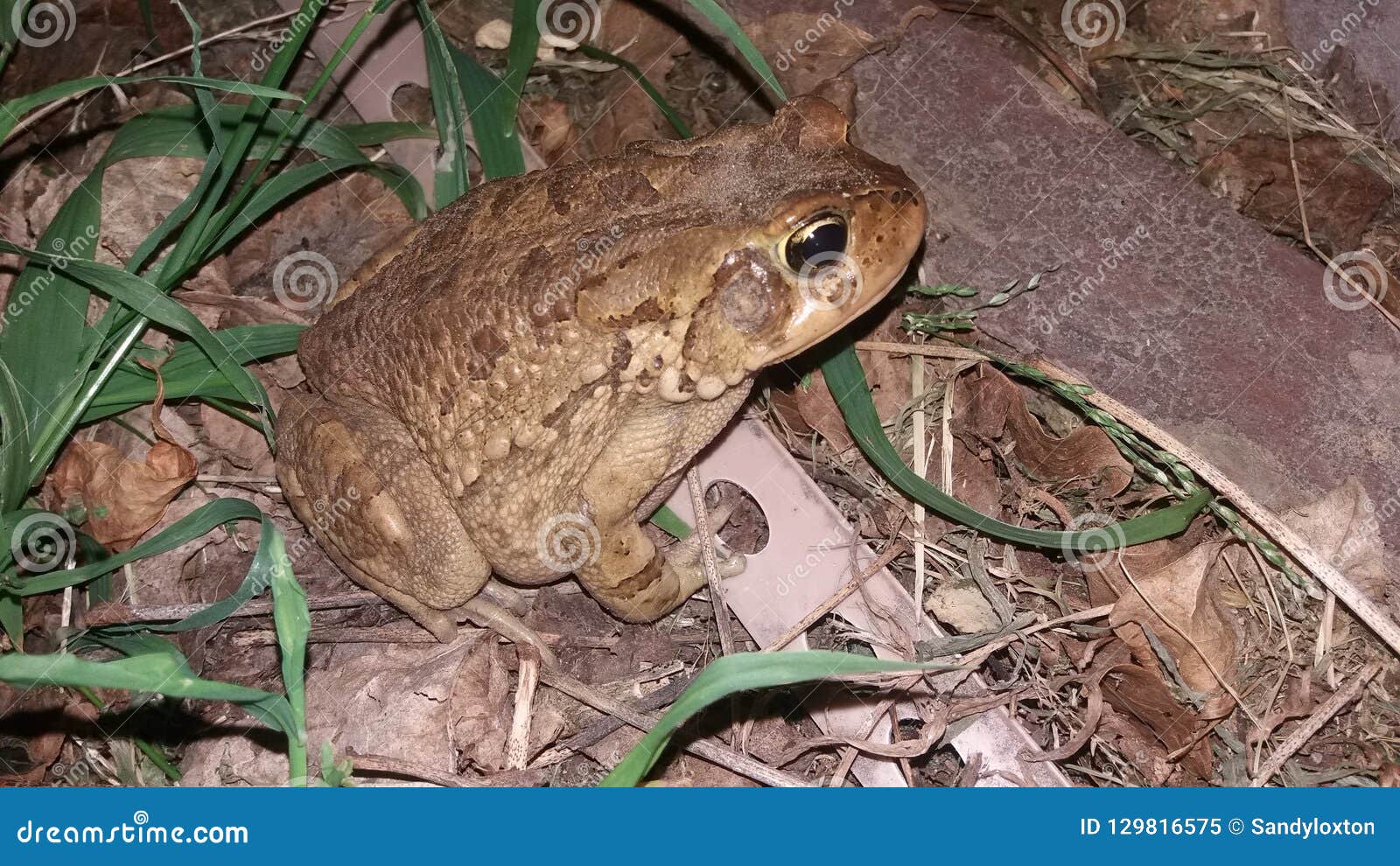 Raucous Toad Caught Out in the Garden at Night. Stock Image - Image of ...