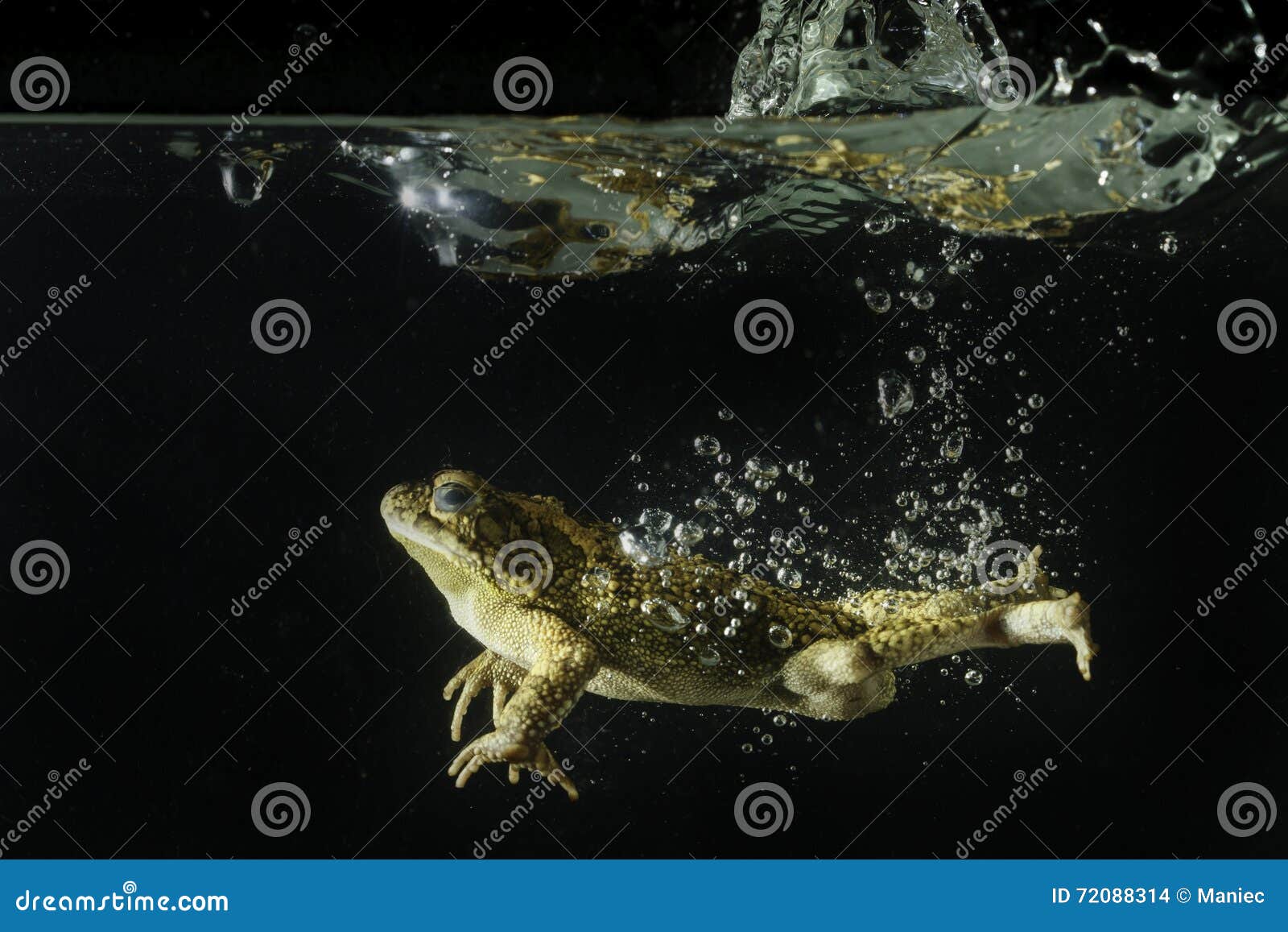 Raucous Toad stock photo. Image of splash, diving, nature - 72088314