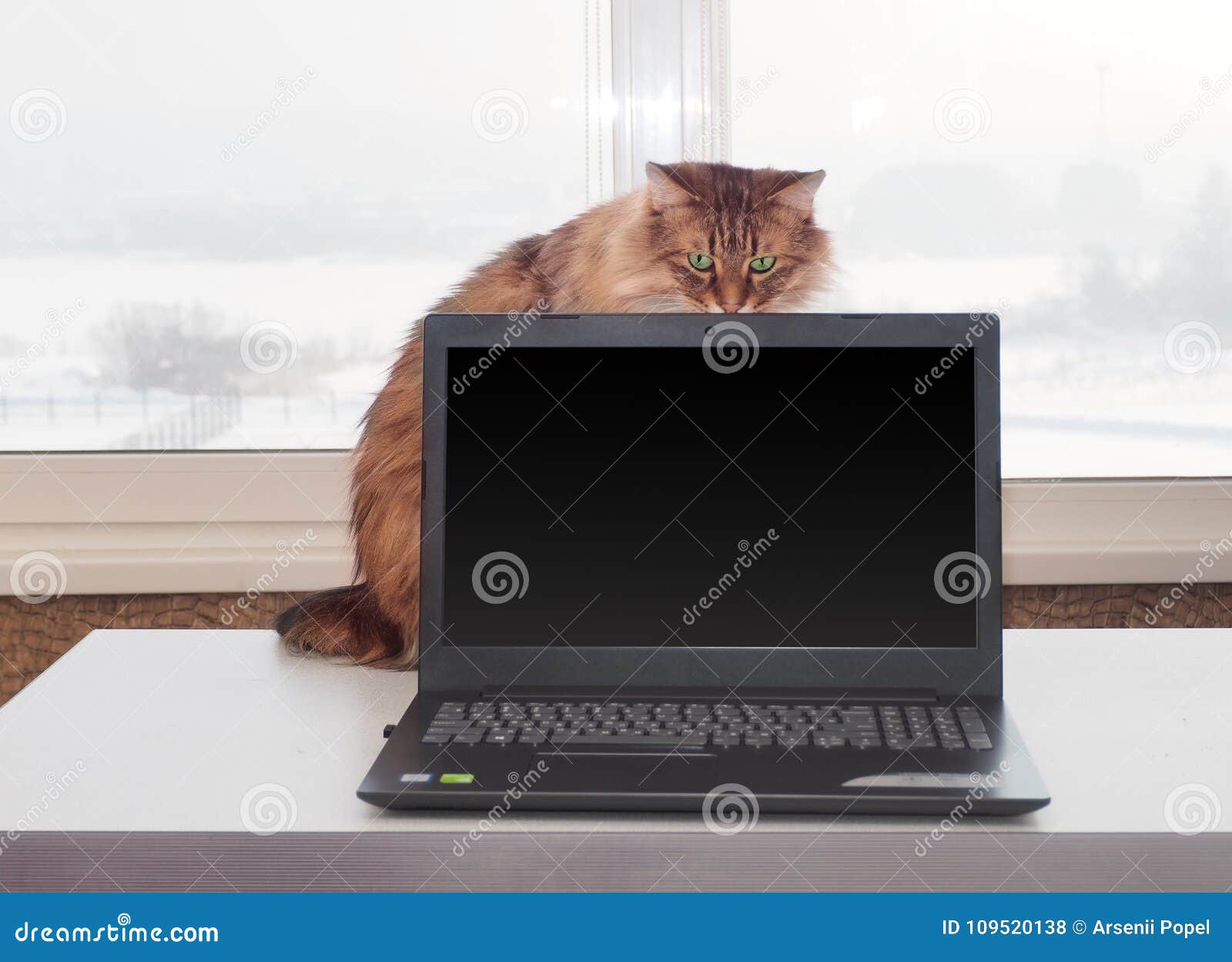Rauhaarige Katze Mit Laptop Konzept Der Computerberatung Stockfoto ...