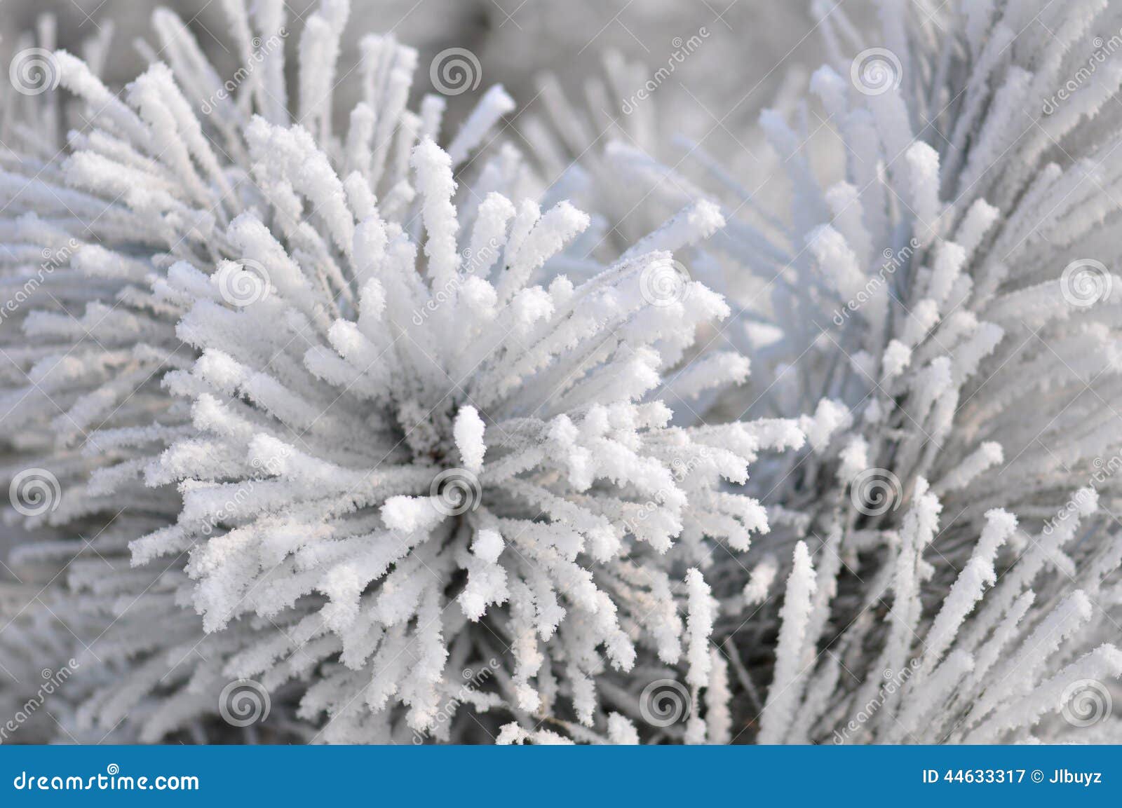 Rauhreif stockbild. Bild von reif, zweig, jahreszeit - 44633317