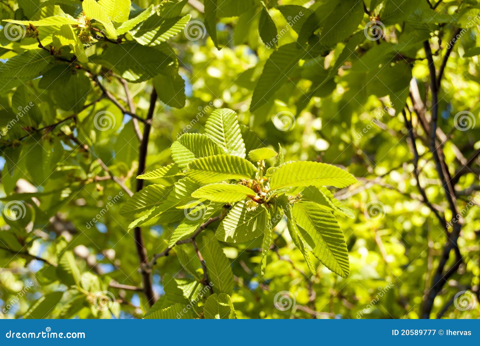 Rauli Beech (Nothofagus Alpina) Stock Image - Image of beech, rauli ...