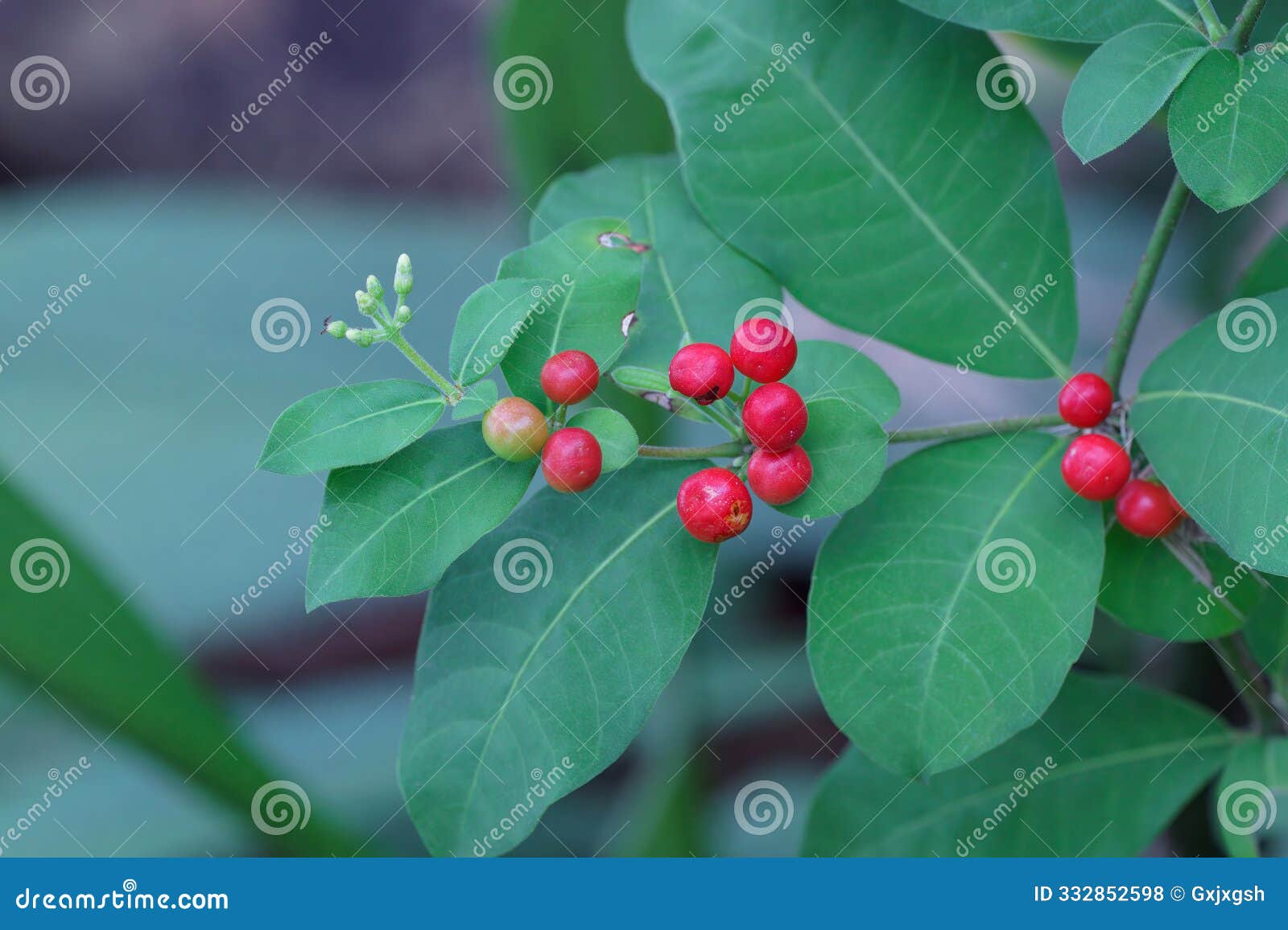 Rauvolfia Tetraphylla Is A Plant In The Family Apocynaceae, Growing As ...