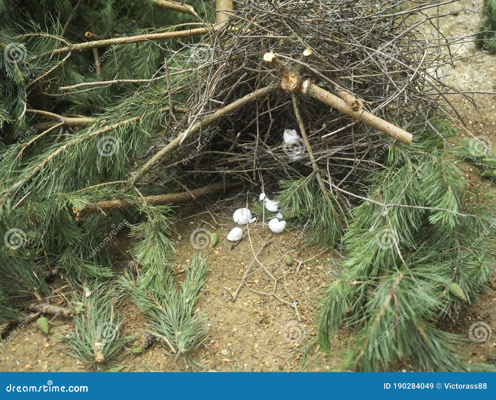 Ravaged bird nest stock image. Image of ravaged, wildlife - 190284049