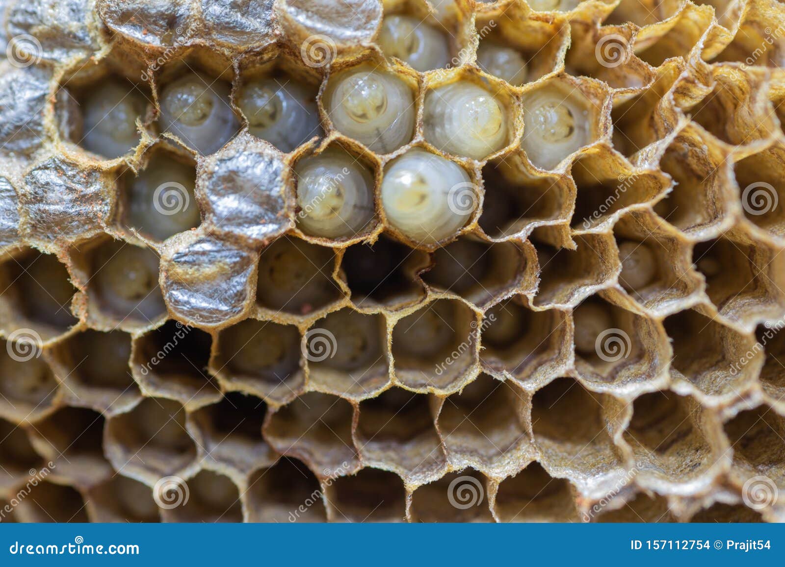 Larvae in the Nest of Hornets Stock Photo - Image of larvae, larva ...