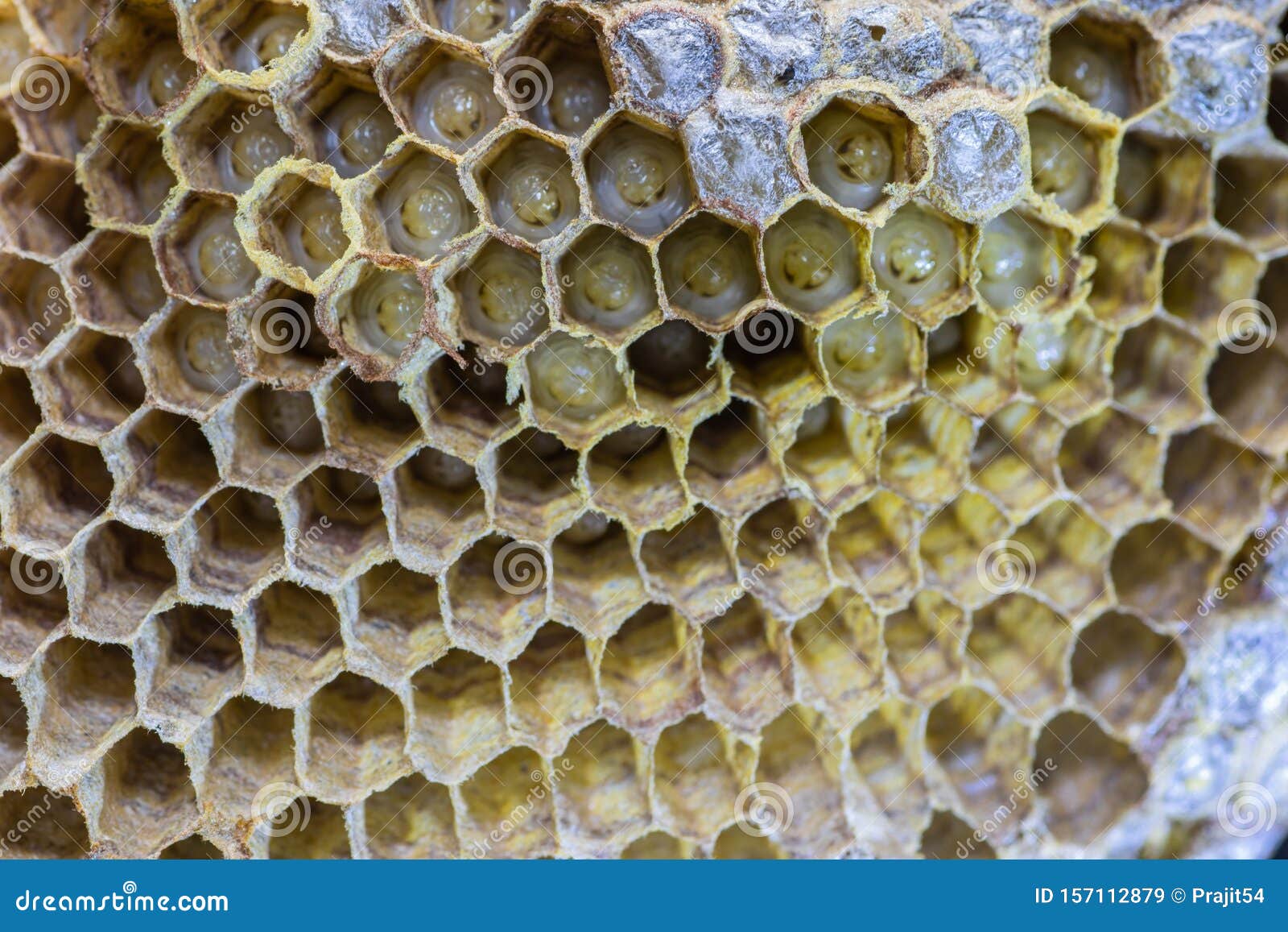 Larvae in the Nest of Hornets Stock Image - Image of background ...