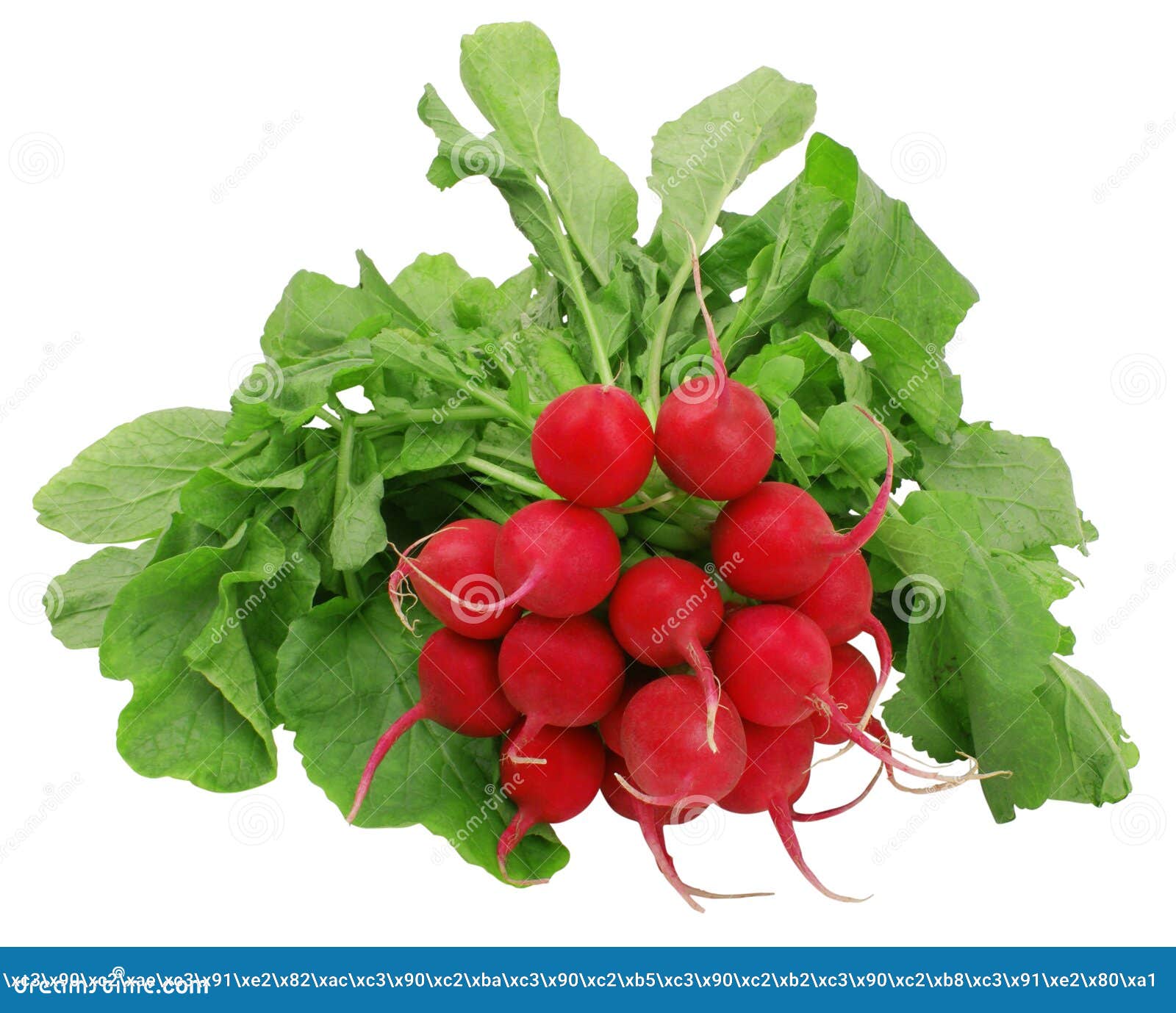 Ravanelli fotografia stock. Immagine di verdura, vitamina - 12132030