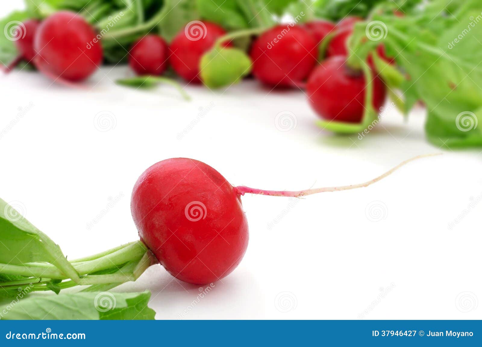 Ravanelli immagine stock. Immagine di organico, agricolo - 37946427