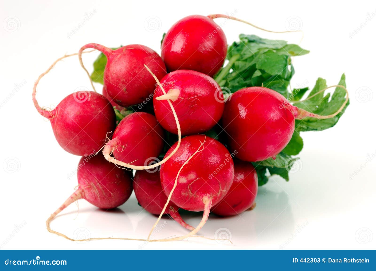 Ravanelli immagine stock. Immagine di alimento, ravanello - 442303