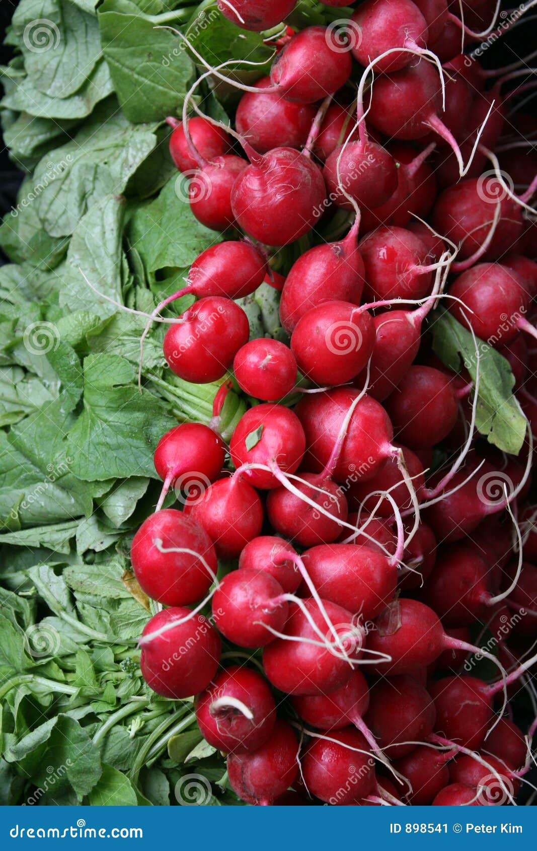 Ravanelli immagine stock. Immagine di verde, cucina, organico - 898541